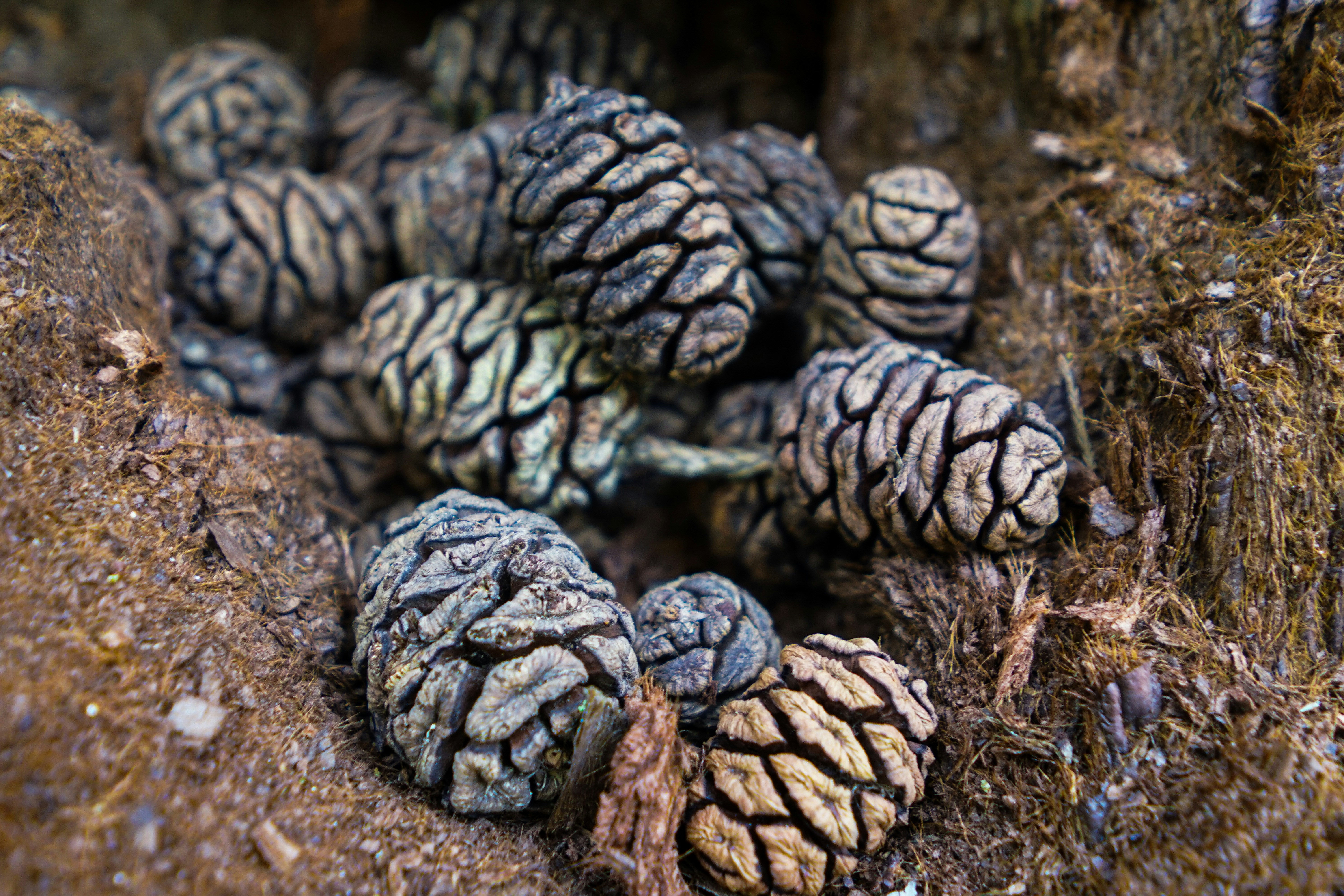 A bunch of pine cones sitting on the ground photo – Free Sequoia ...