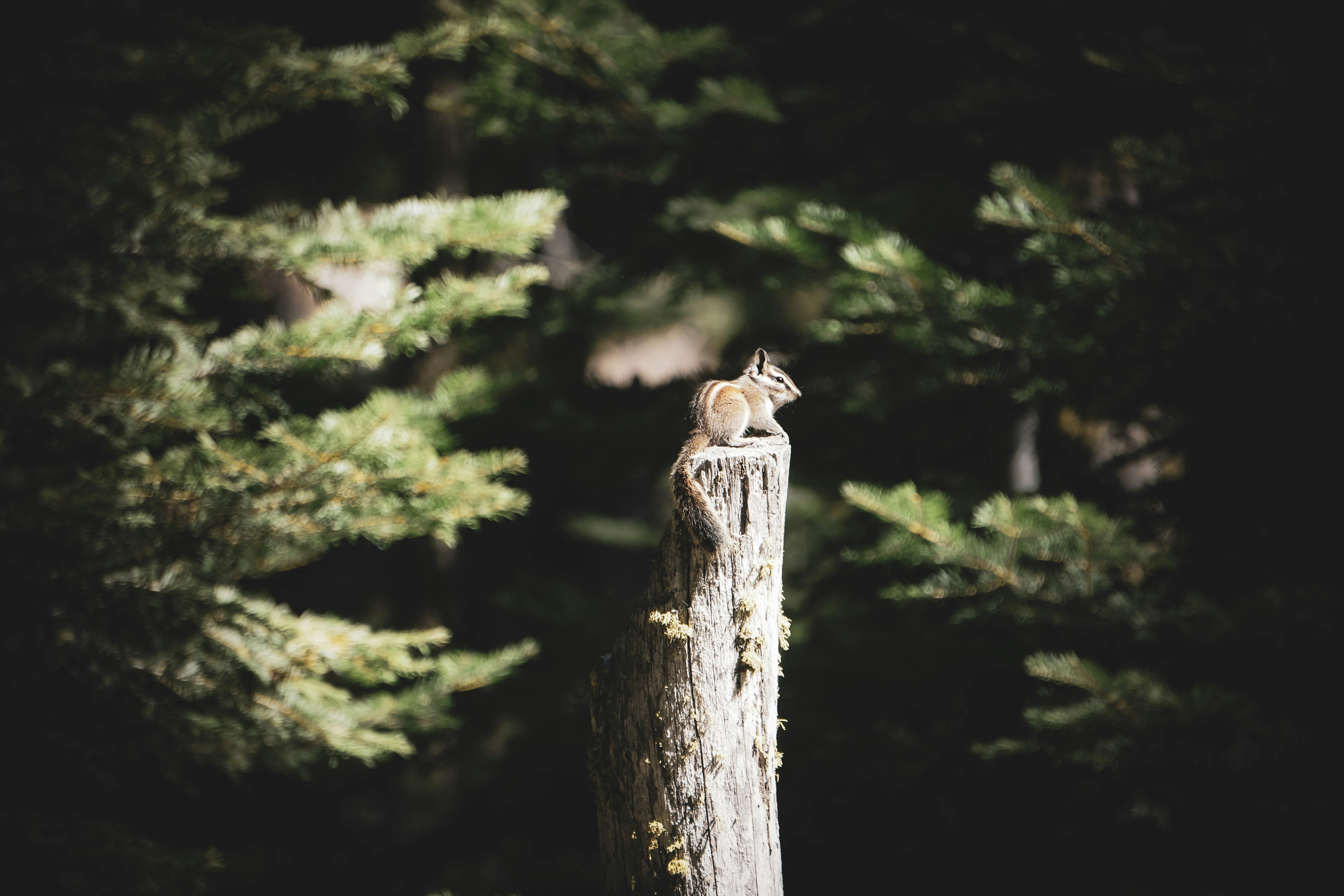 Sentry on a Weathered Post: A Squirrel in Dappled Shade