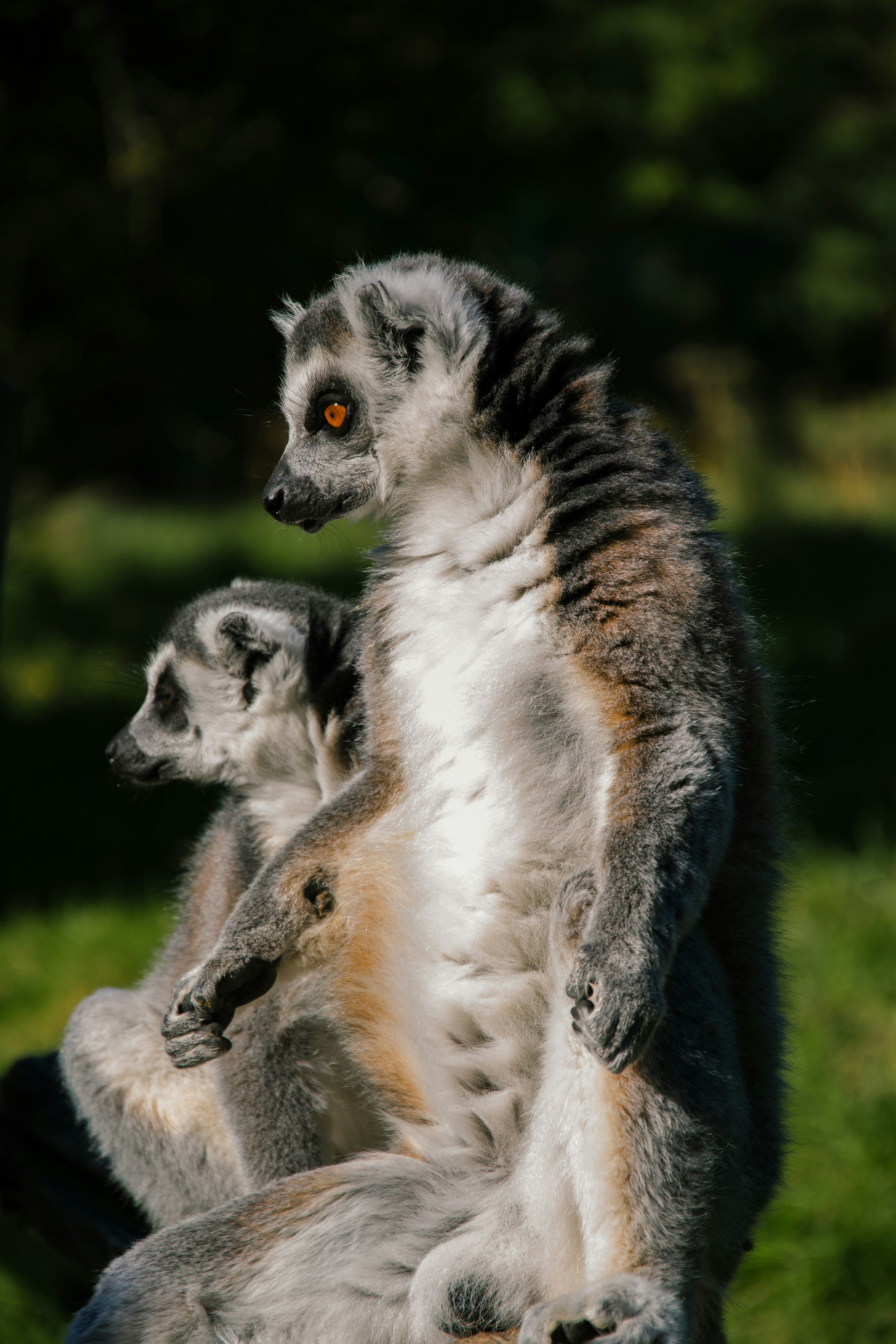 Amber-Eyed Duo Upright: Lemurs in a Sunlit Glade