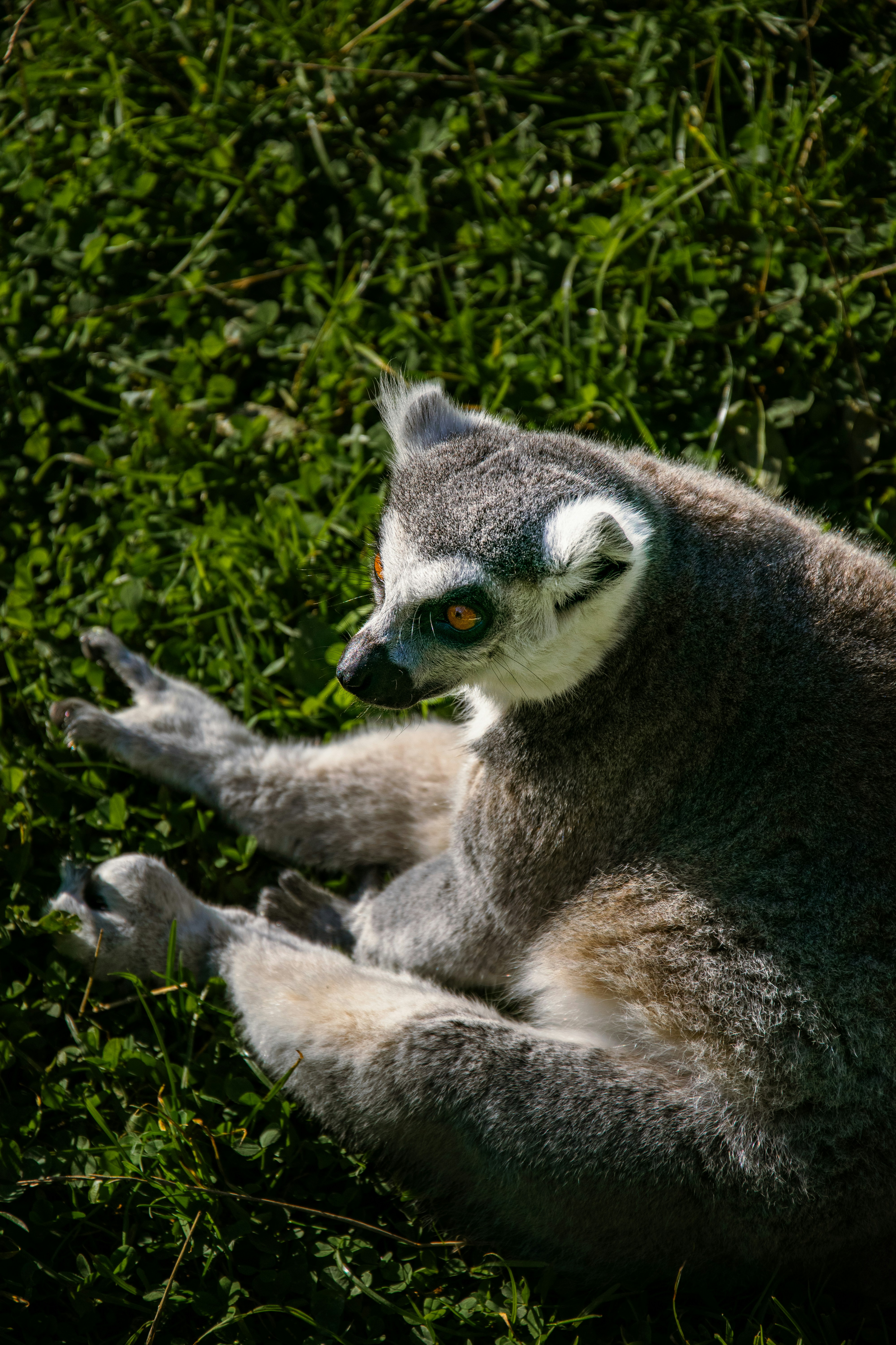 Quiet Gaze in Dappled Light: A Lemur Pauses in the Green Understory