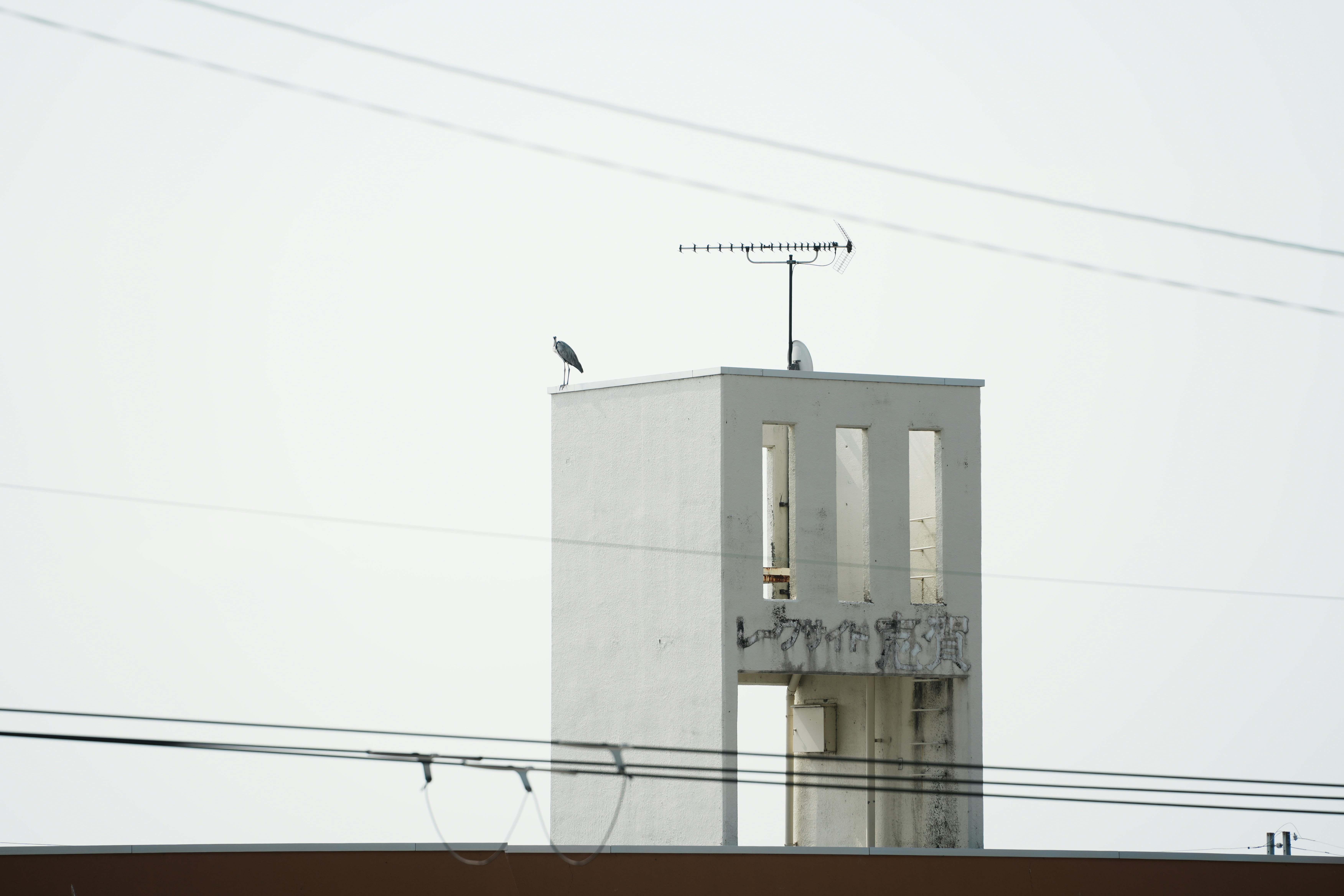 Bird on a Bleached Spire: a Quiet Moment Above Rooftop Lines