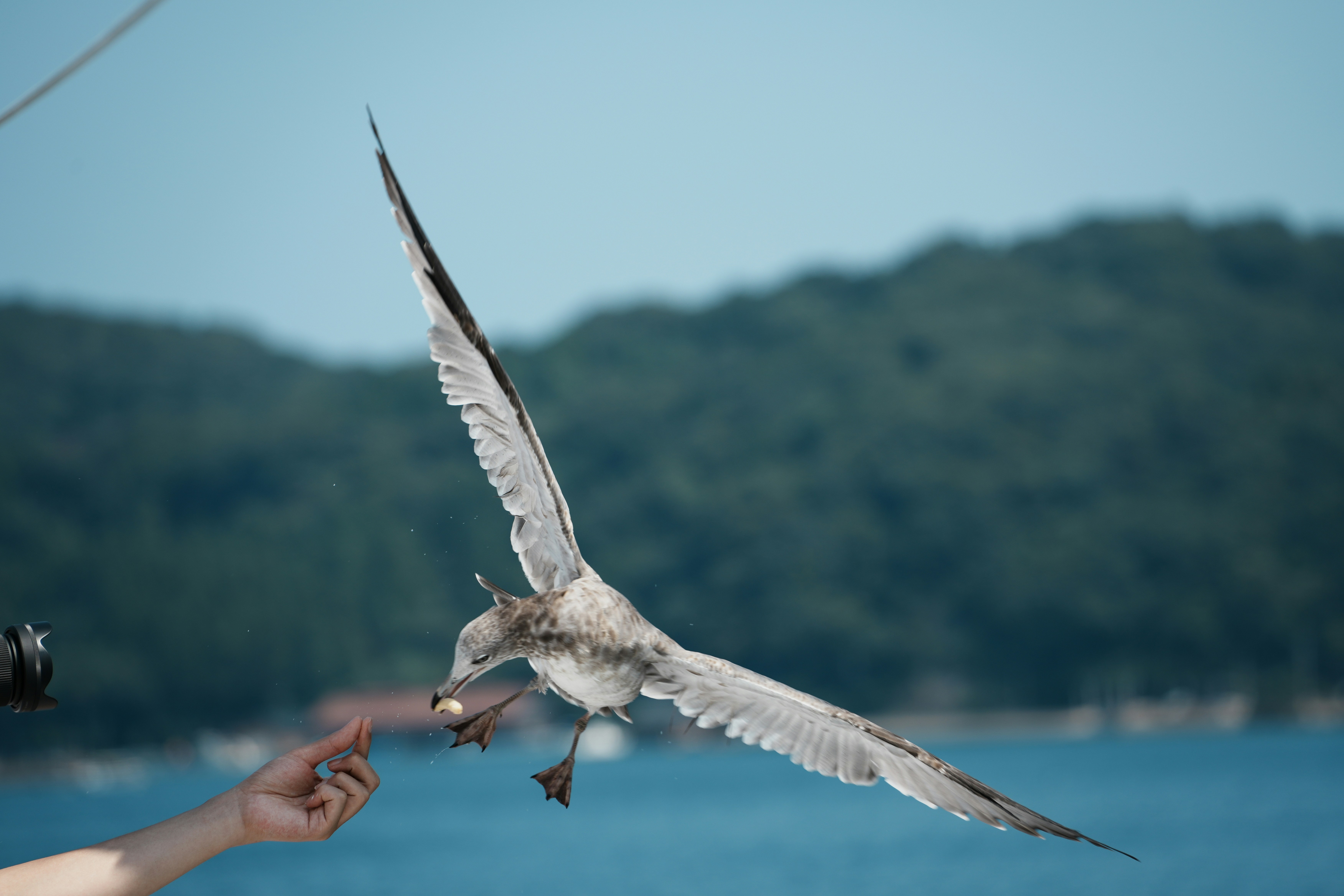Wingbeat Convergence: Seabird in Midflight over a Quiet Horizon