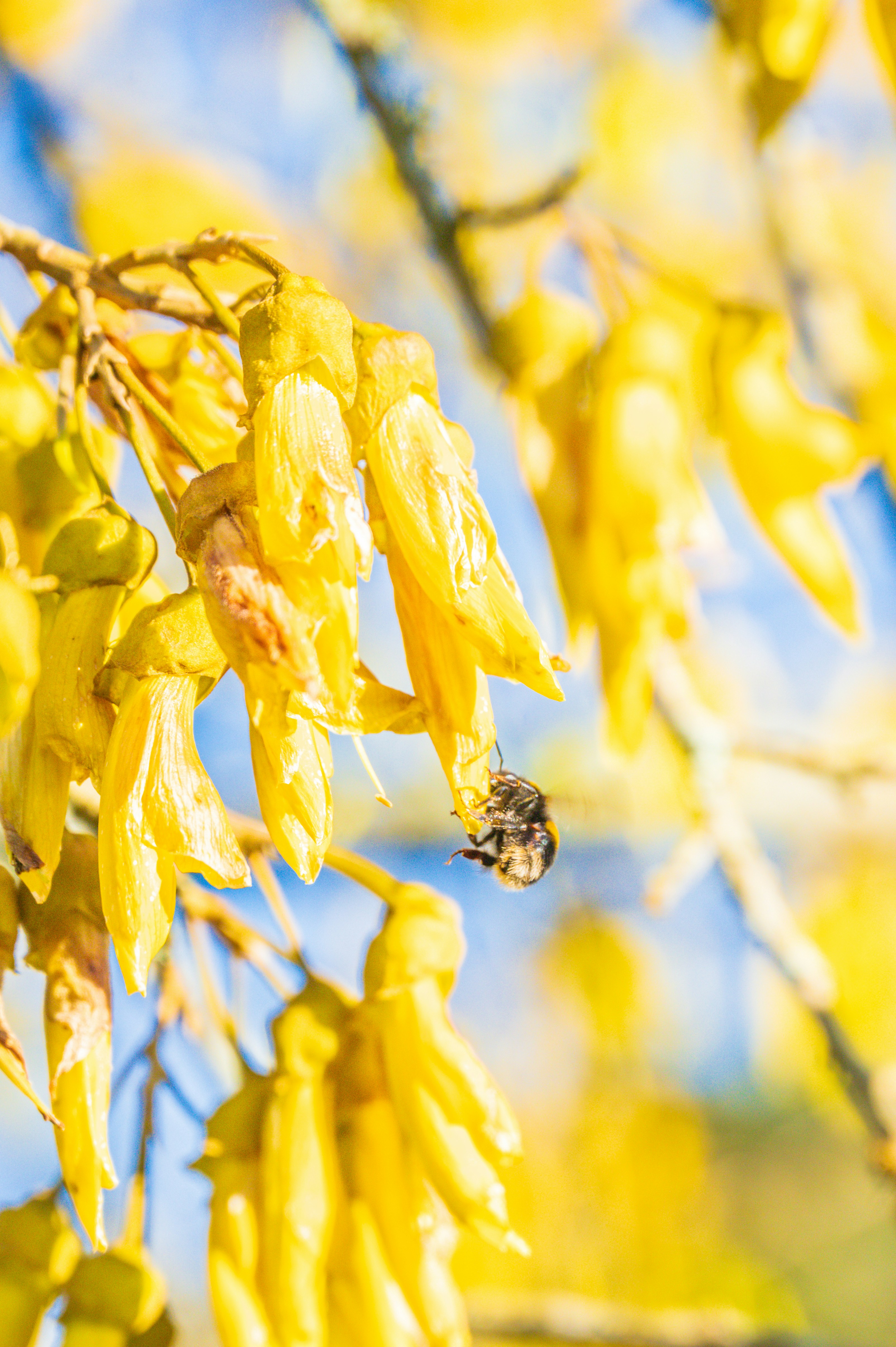 A bee getting its daily dose of pollen