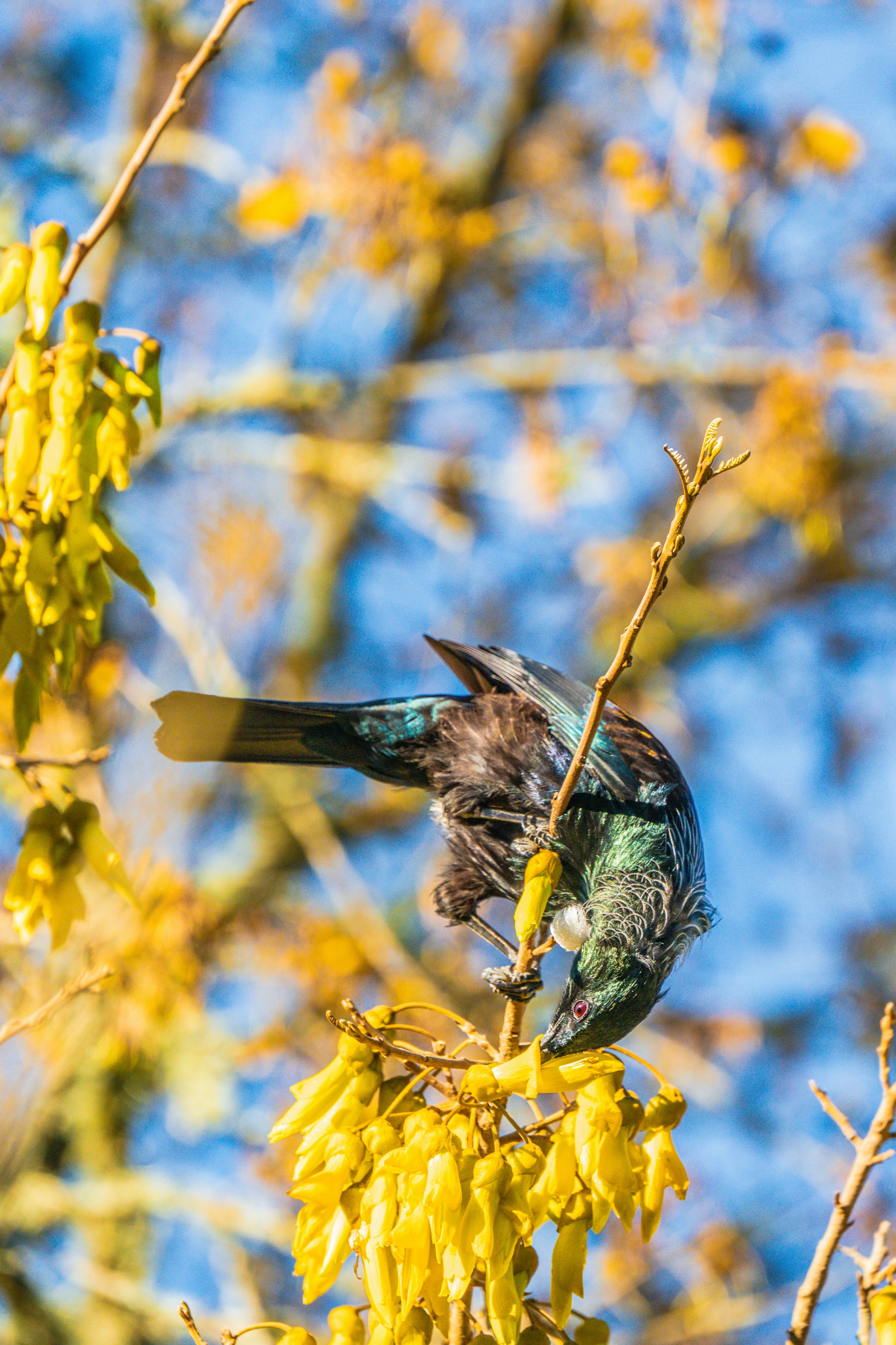 Iridescent Climber Amid Golden Tassels