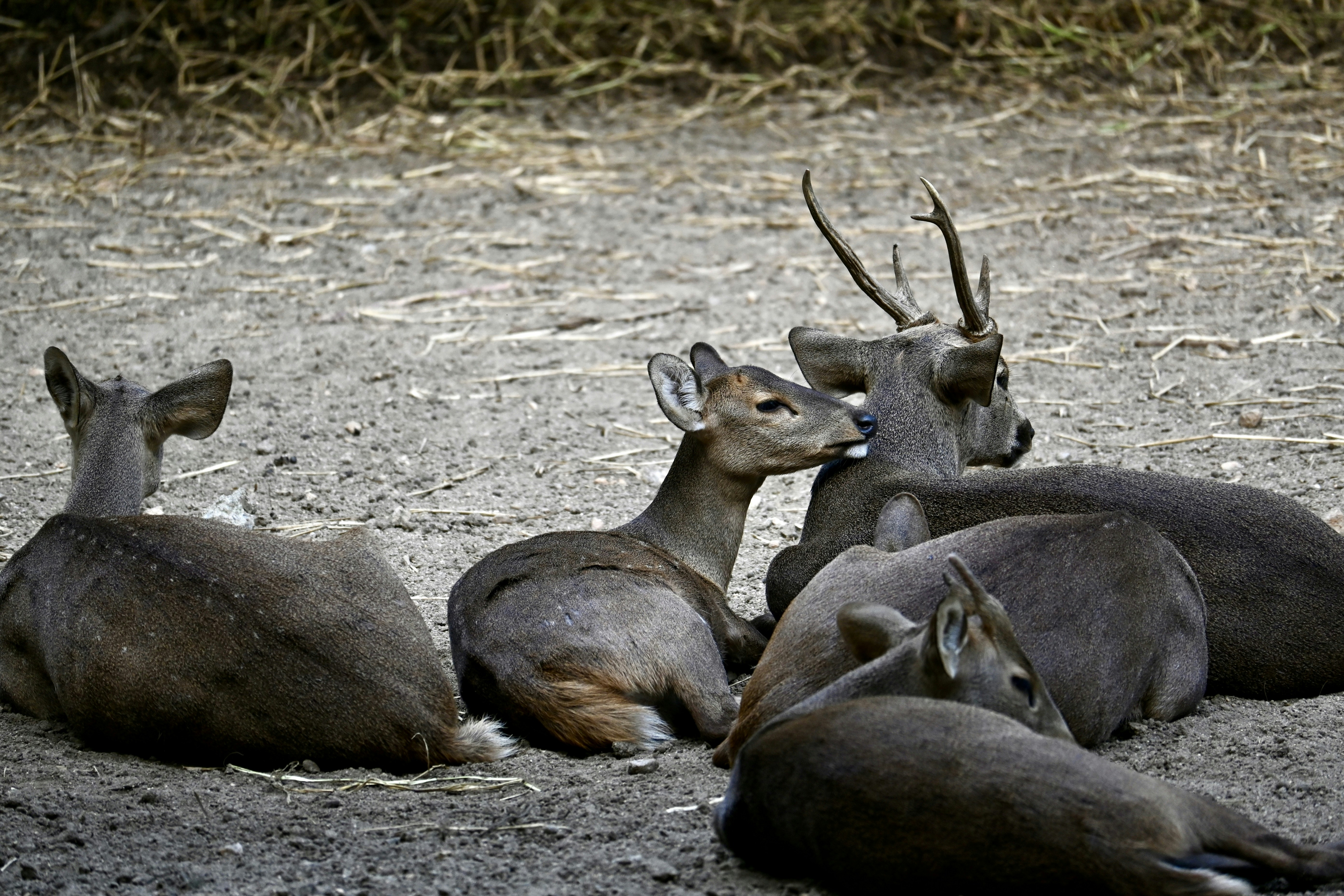 Antlered Quiet: A Resting Congregation on Dusty Ground