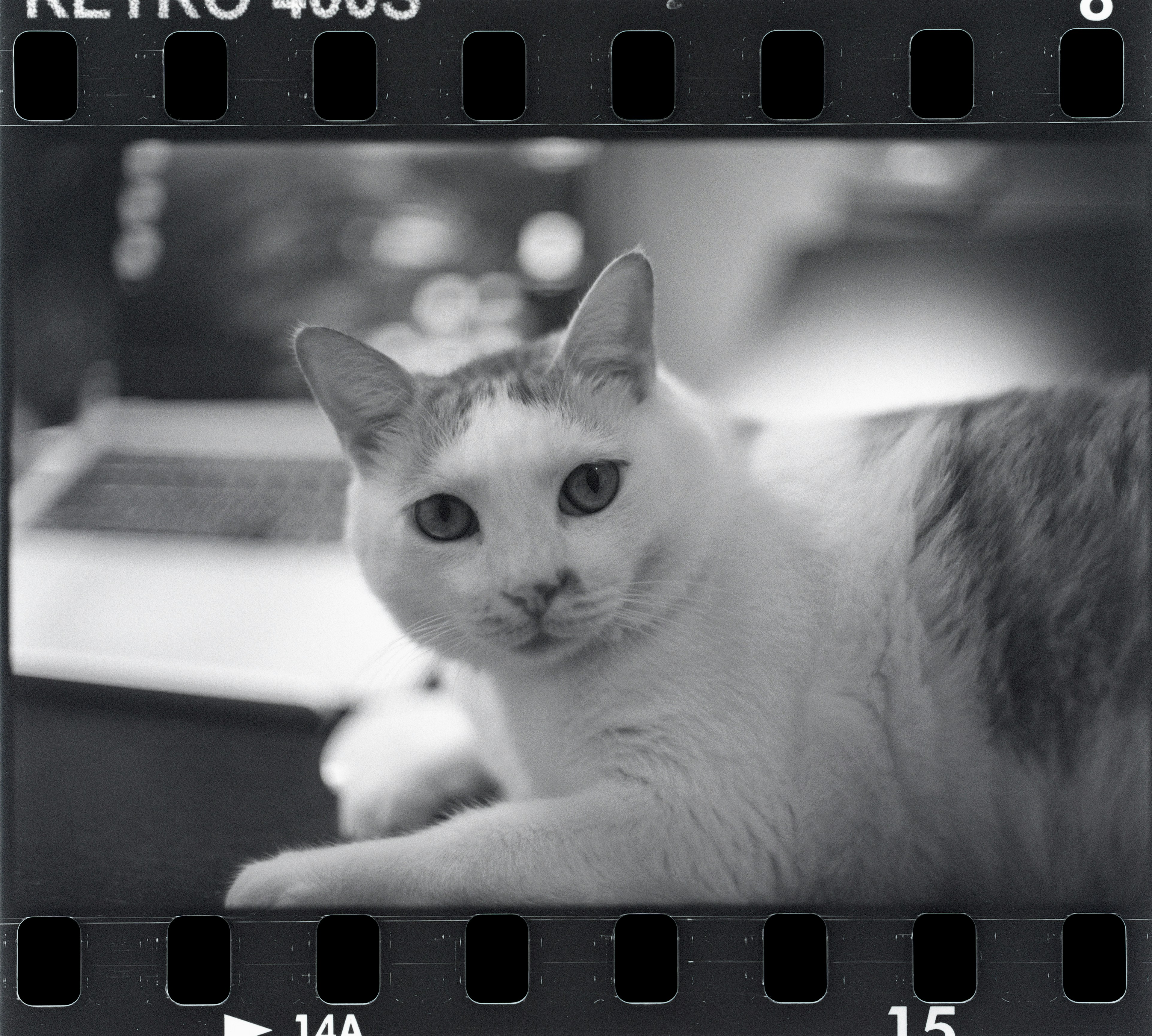 Monochrome cat portrait captured on 35mm film with a visible film strip edge. The focus centers on the cat's direct gaze and its soft fur in subdued light.