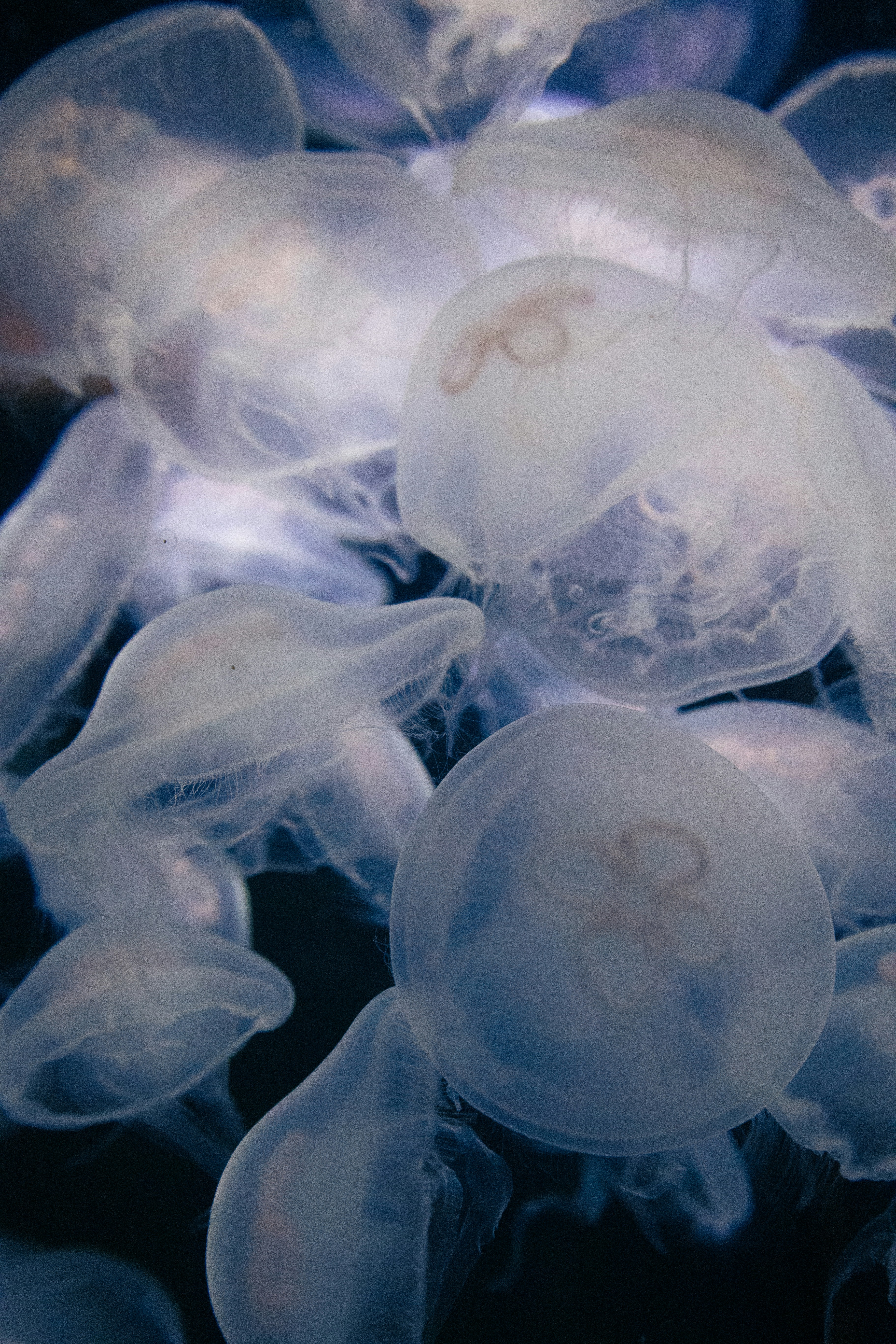Soft Lanterns of the Deep: Drift of Translucent Jellyfish