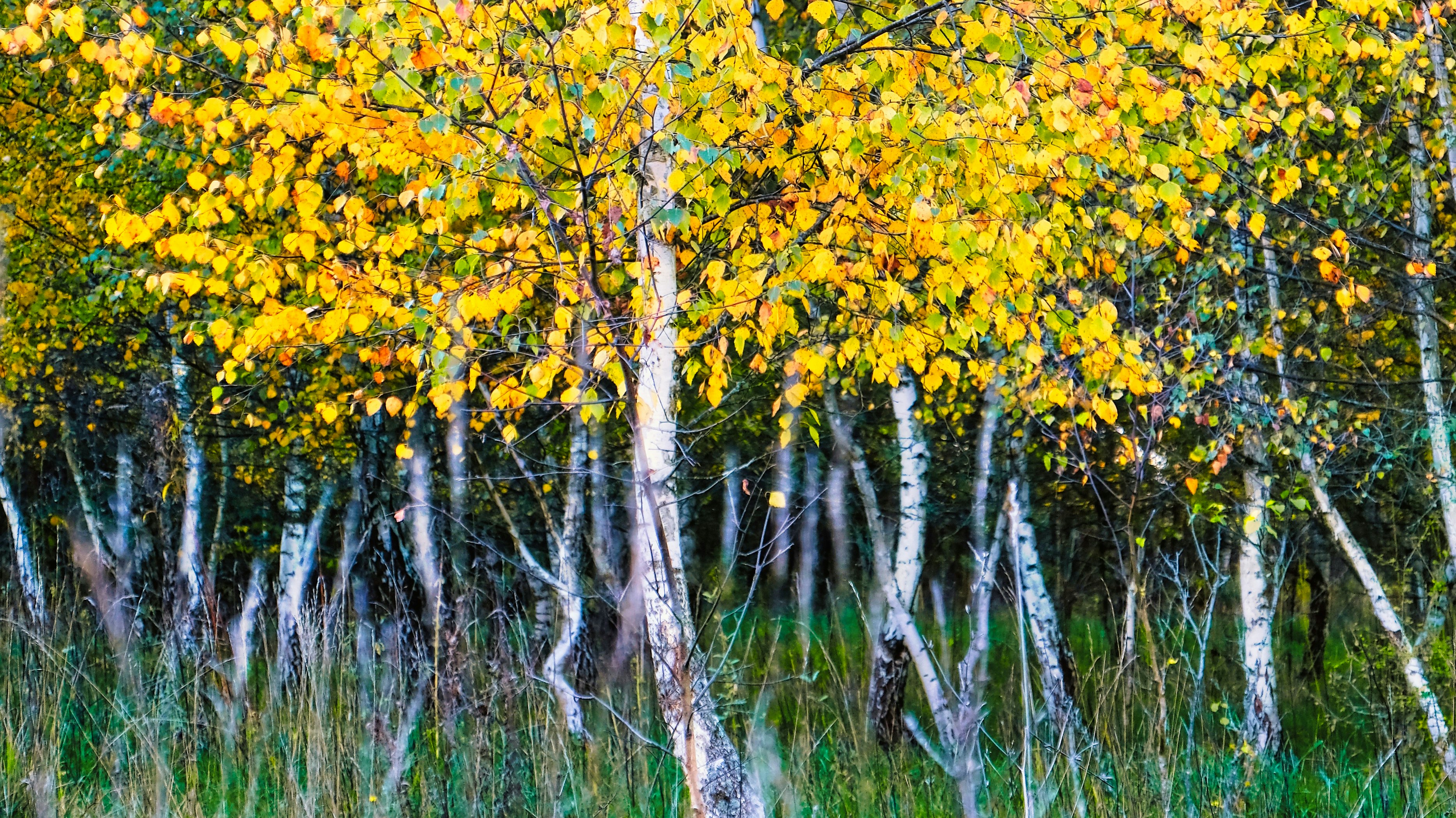 Amber Canopy Above White Trunks: Autumn Light in a Birch Grove