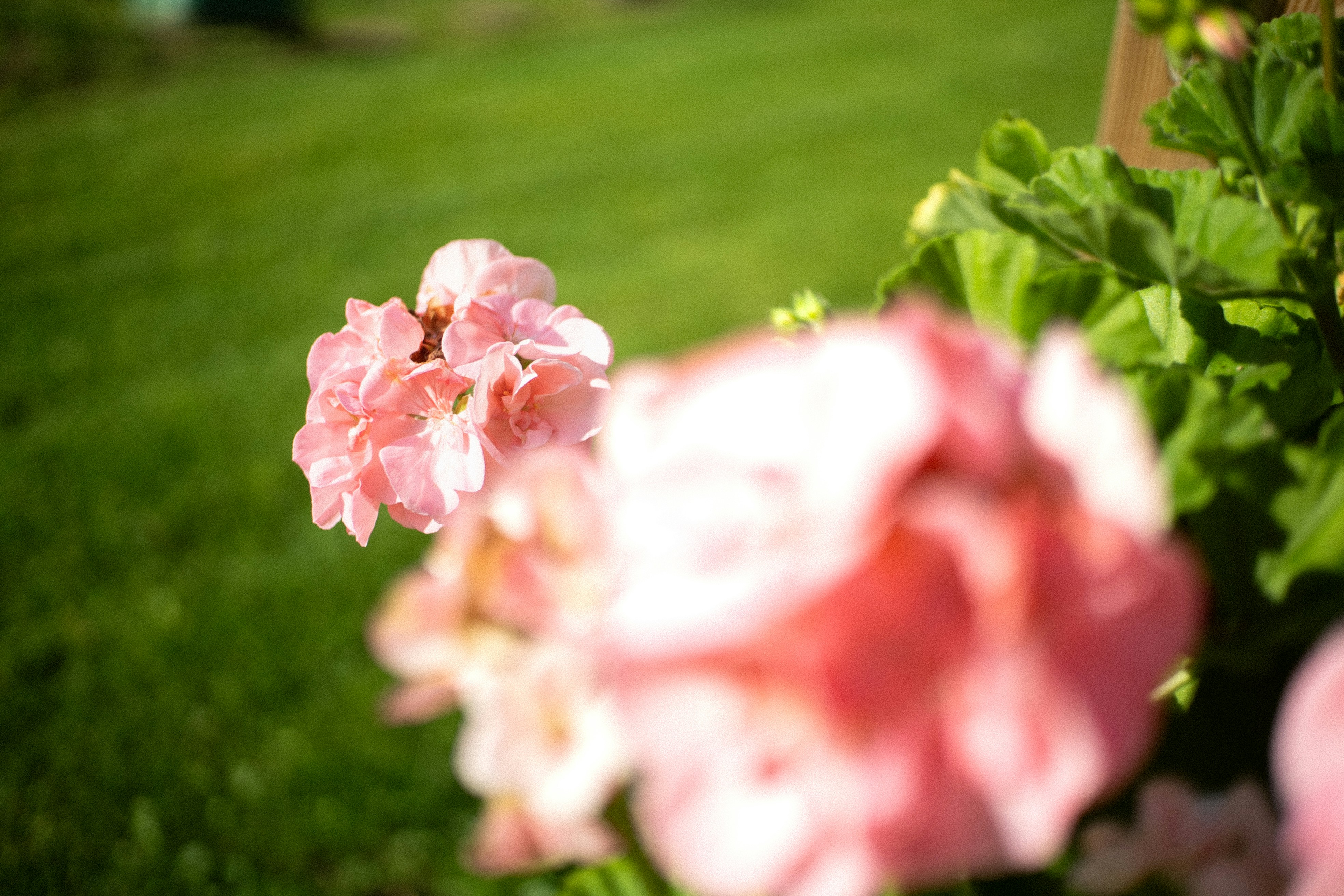 A Single Pink Bloom Anchors a Soft-Blurred Garden Scene