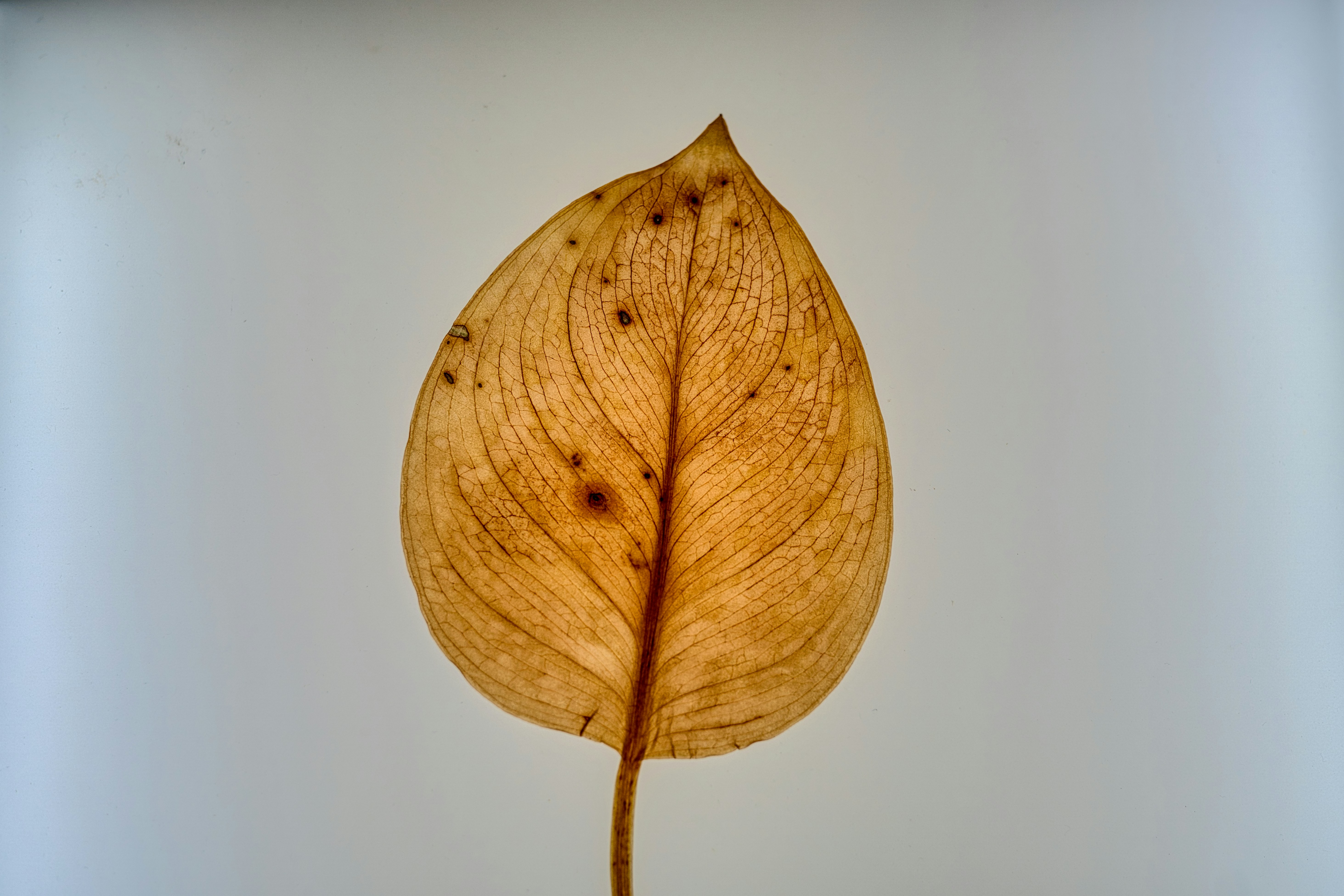 A single leaf that is on a table photo – Free Leaf Image on Unsplash