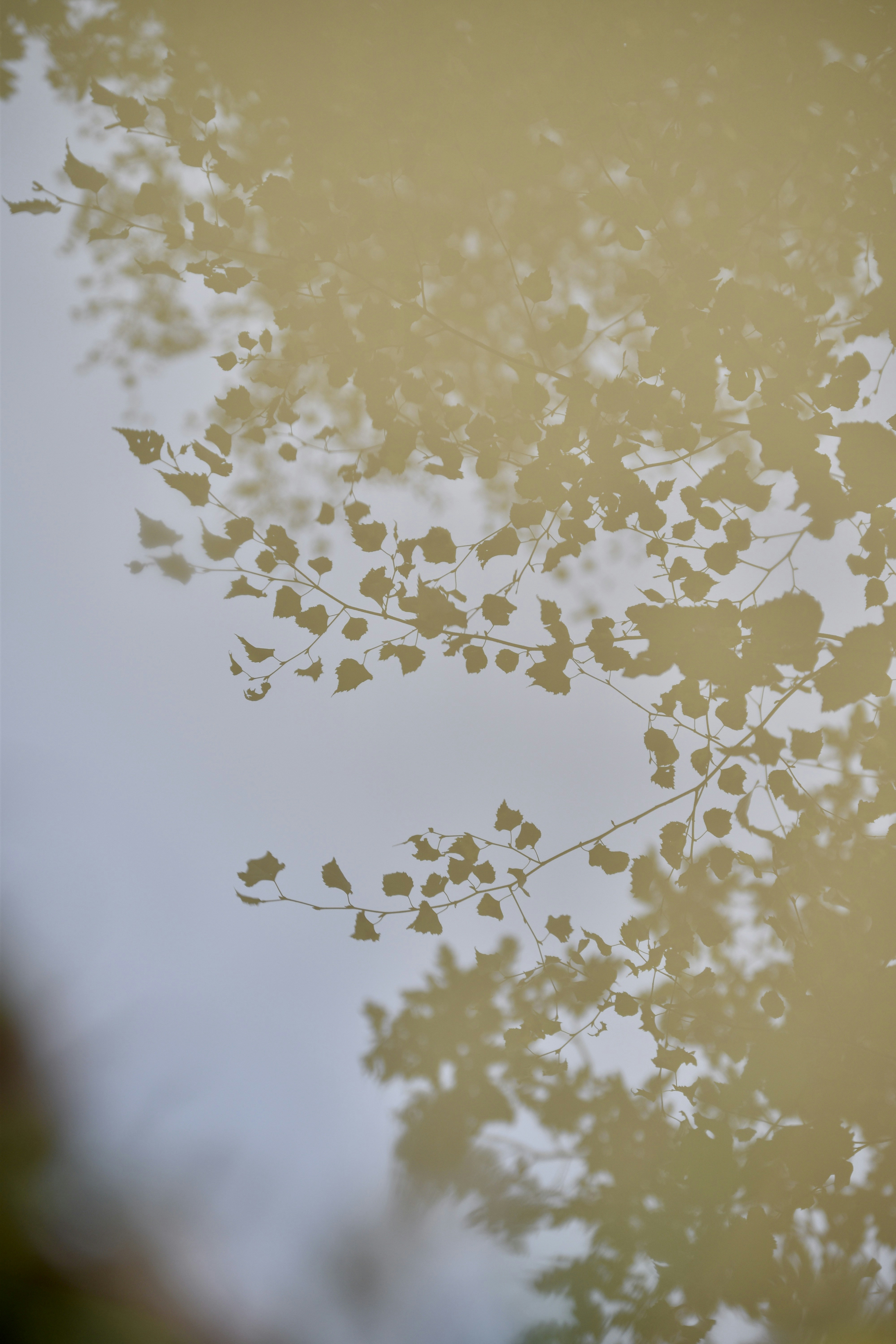 Delicate leaves reflected in calm, slightly murky water under soft light.