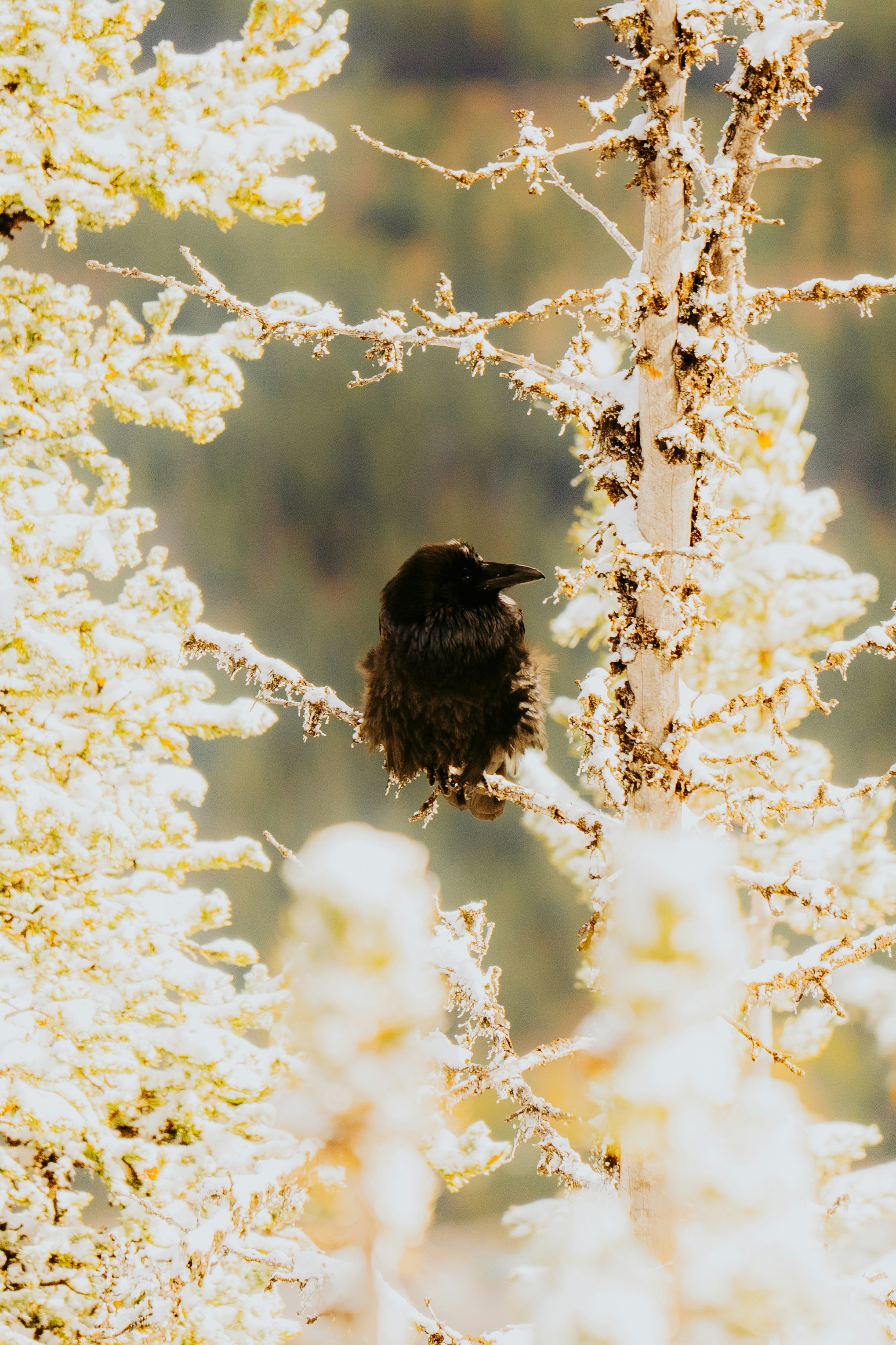 Raven on Frost-White Branches Under Winter Sun