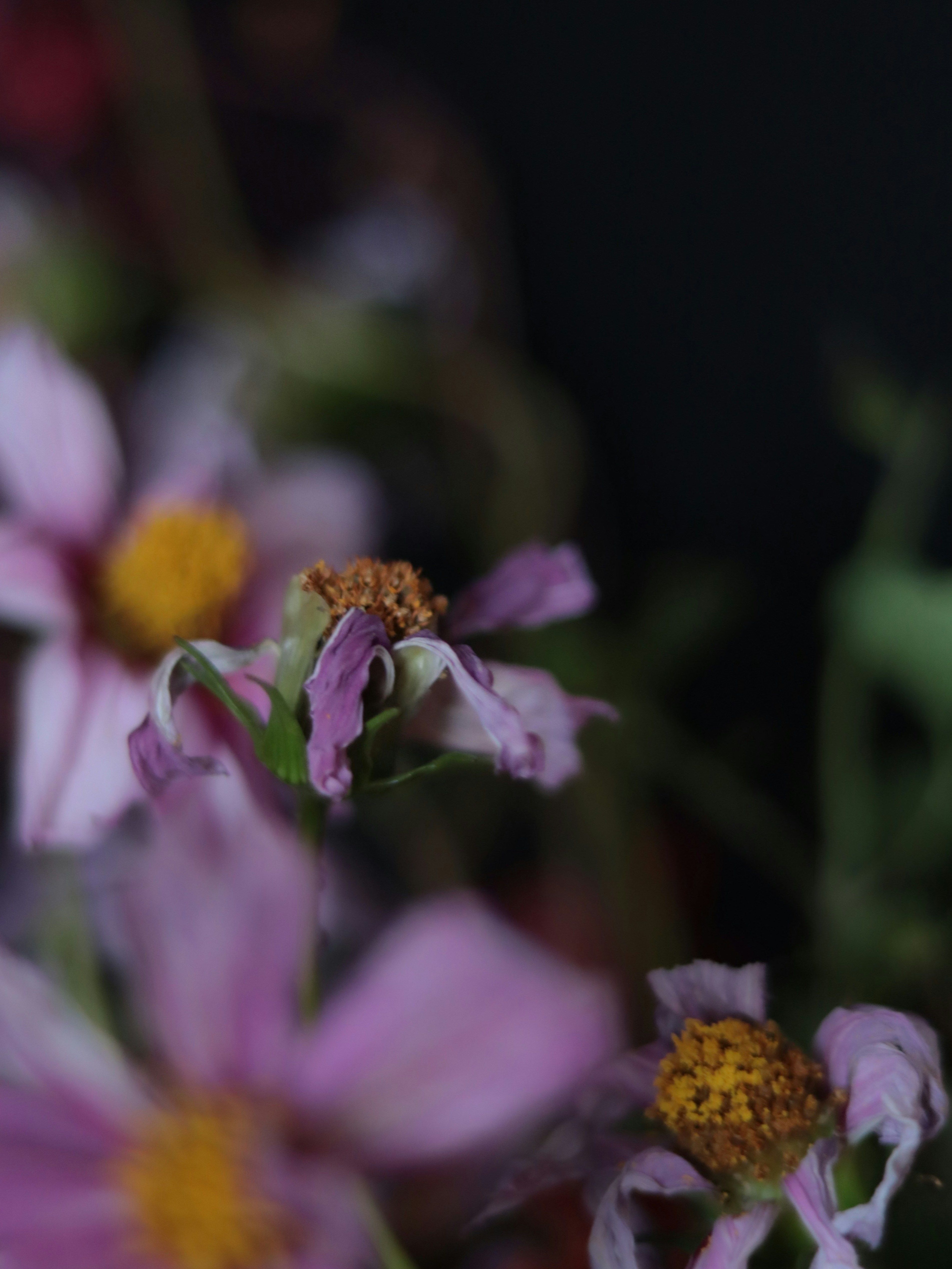 Centered Bloom in Low Light: A Macro Study of Purple Petals