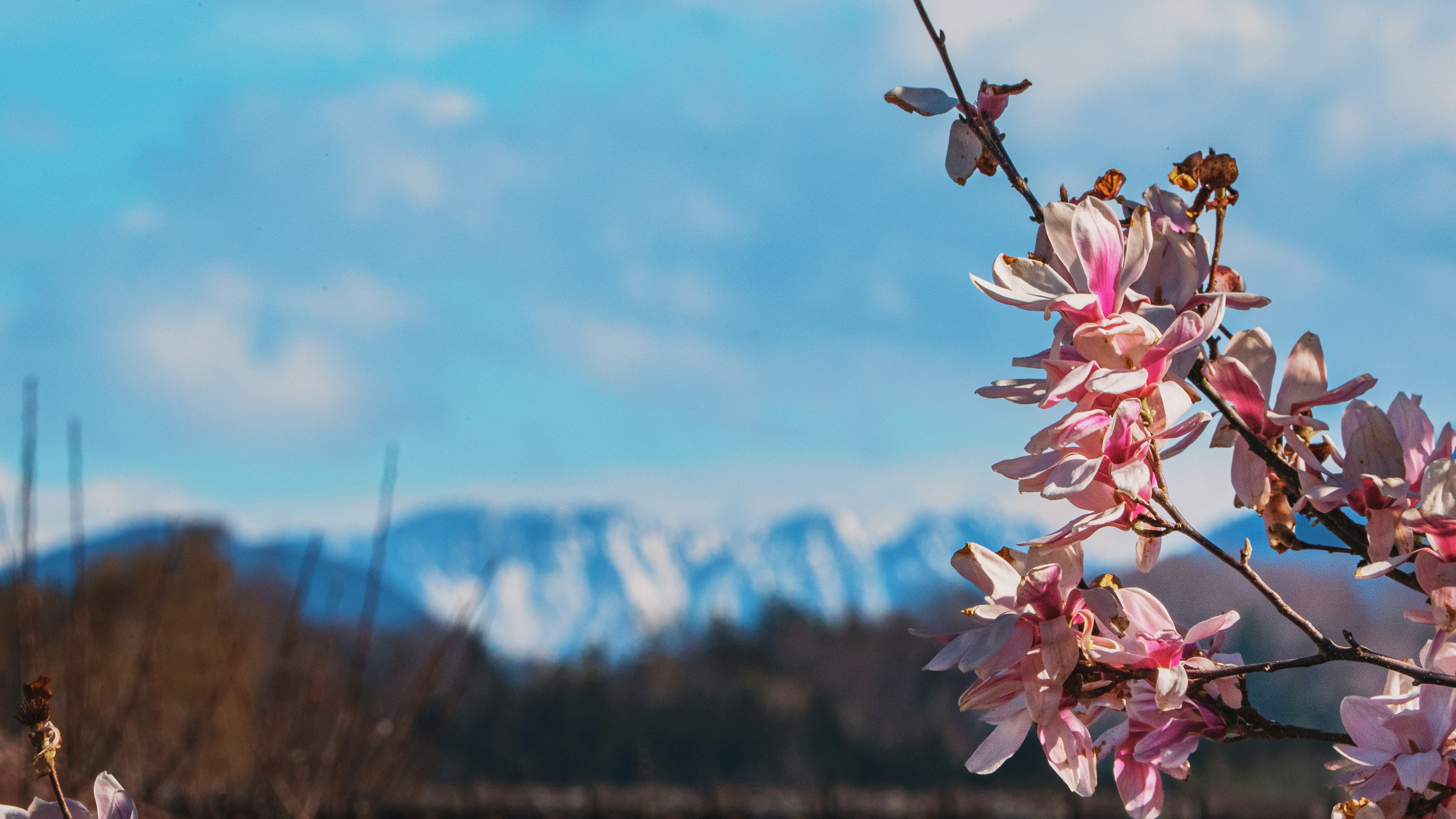 Petals on the Edge: Pink Blossoms Framing a Snowy Horizon