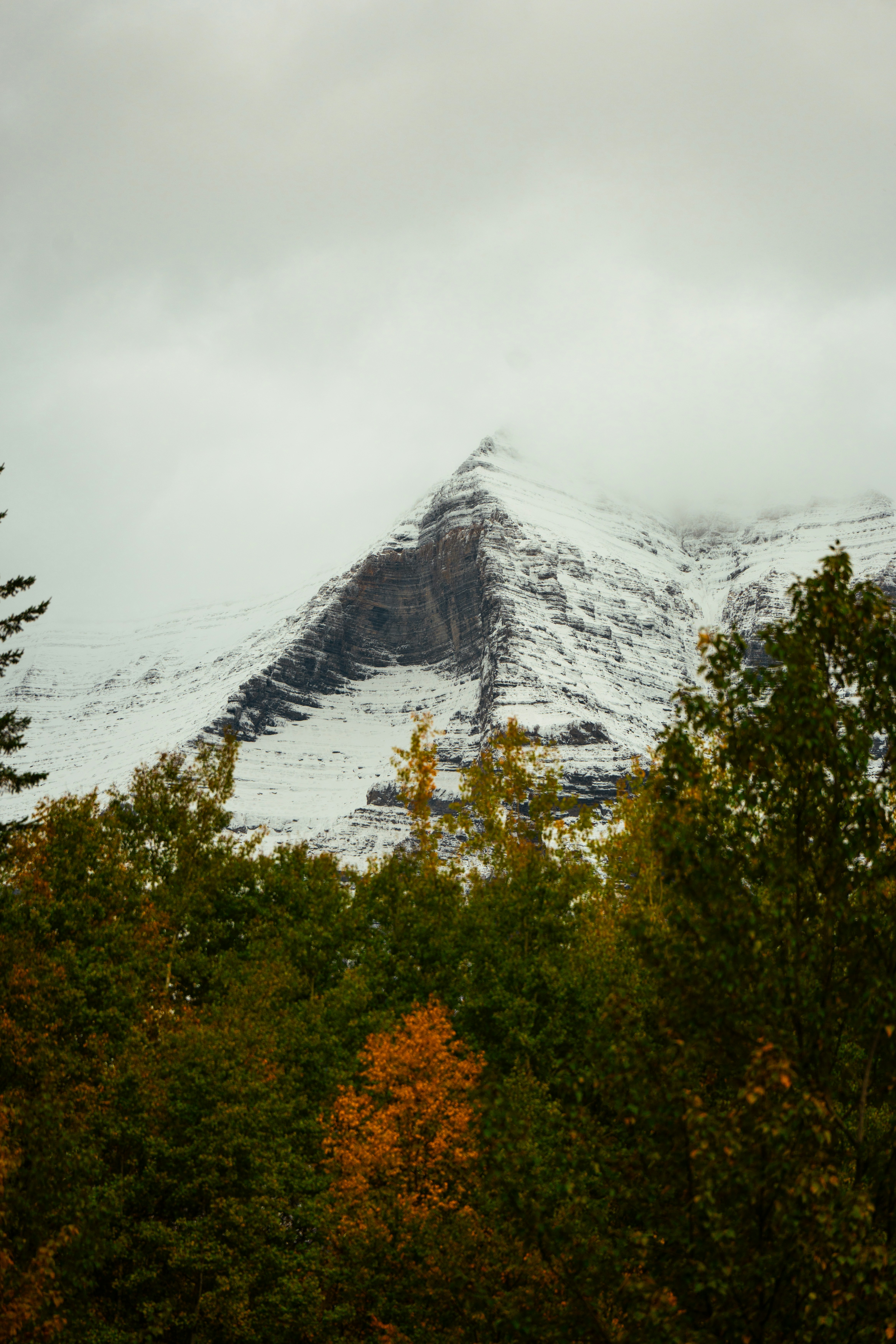 Snow-Crowned Peak Looms Over a Russet-Leaf Forest