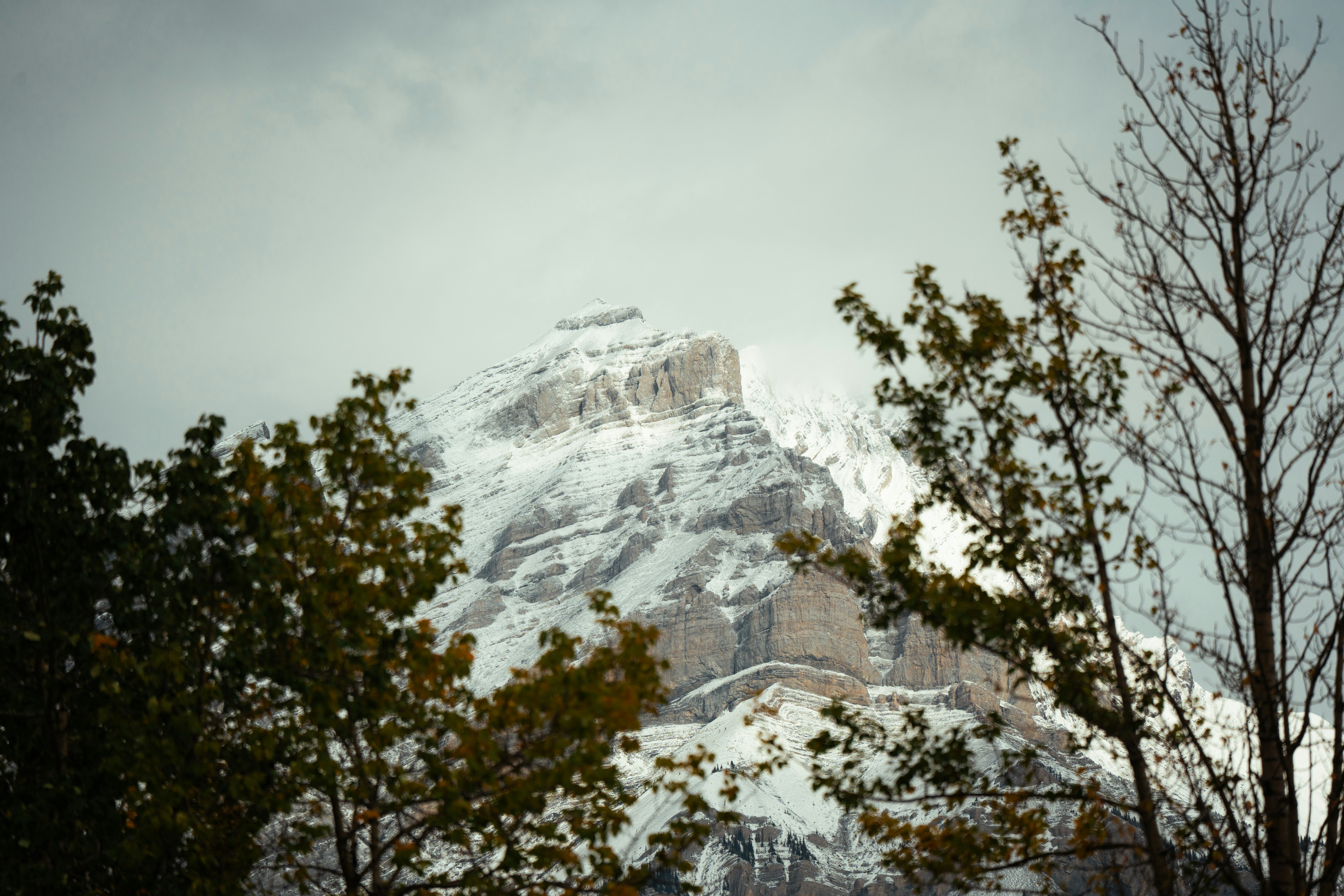 Snowbound Summit Framed by a Quiet Pine Corridor