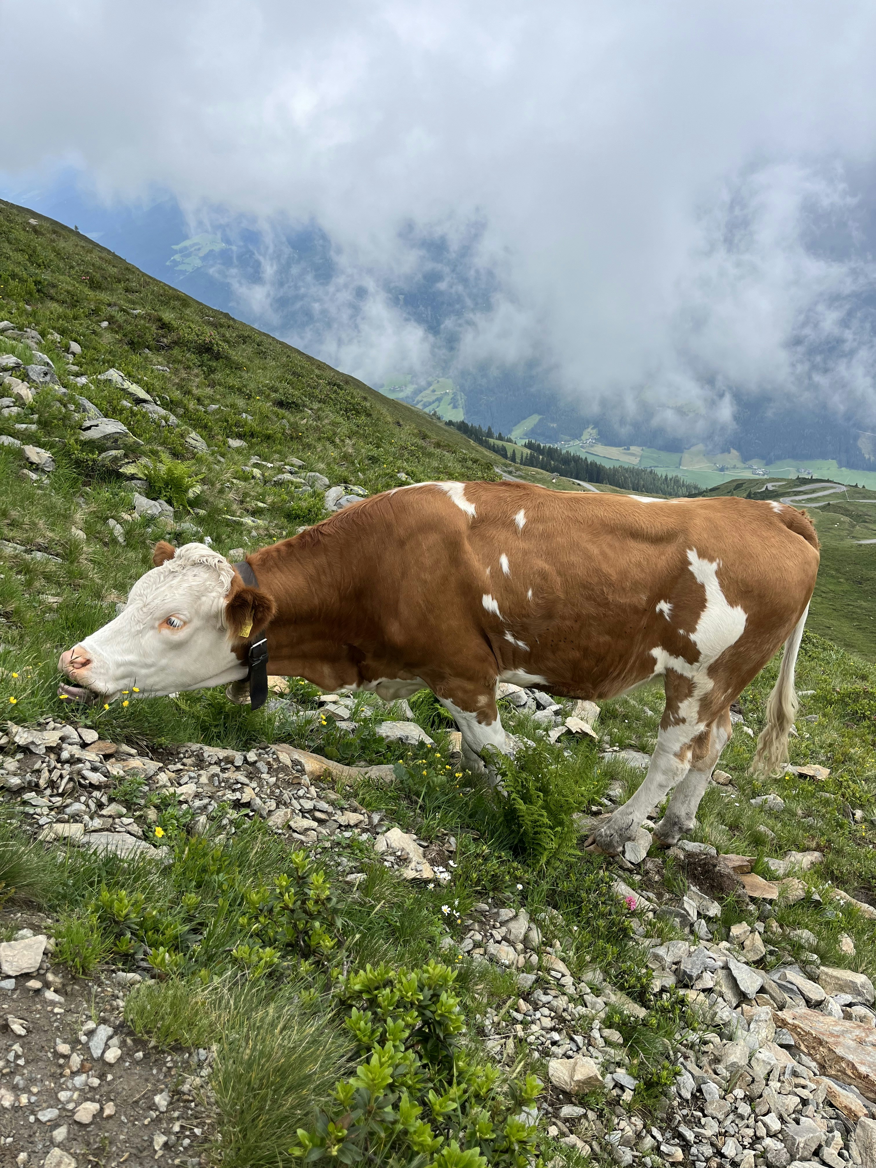 Alpine Grazing: Brown-And-White Cow Pauses on a Craggy Meadow Ridge