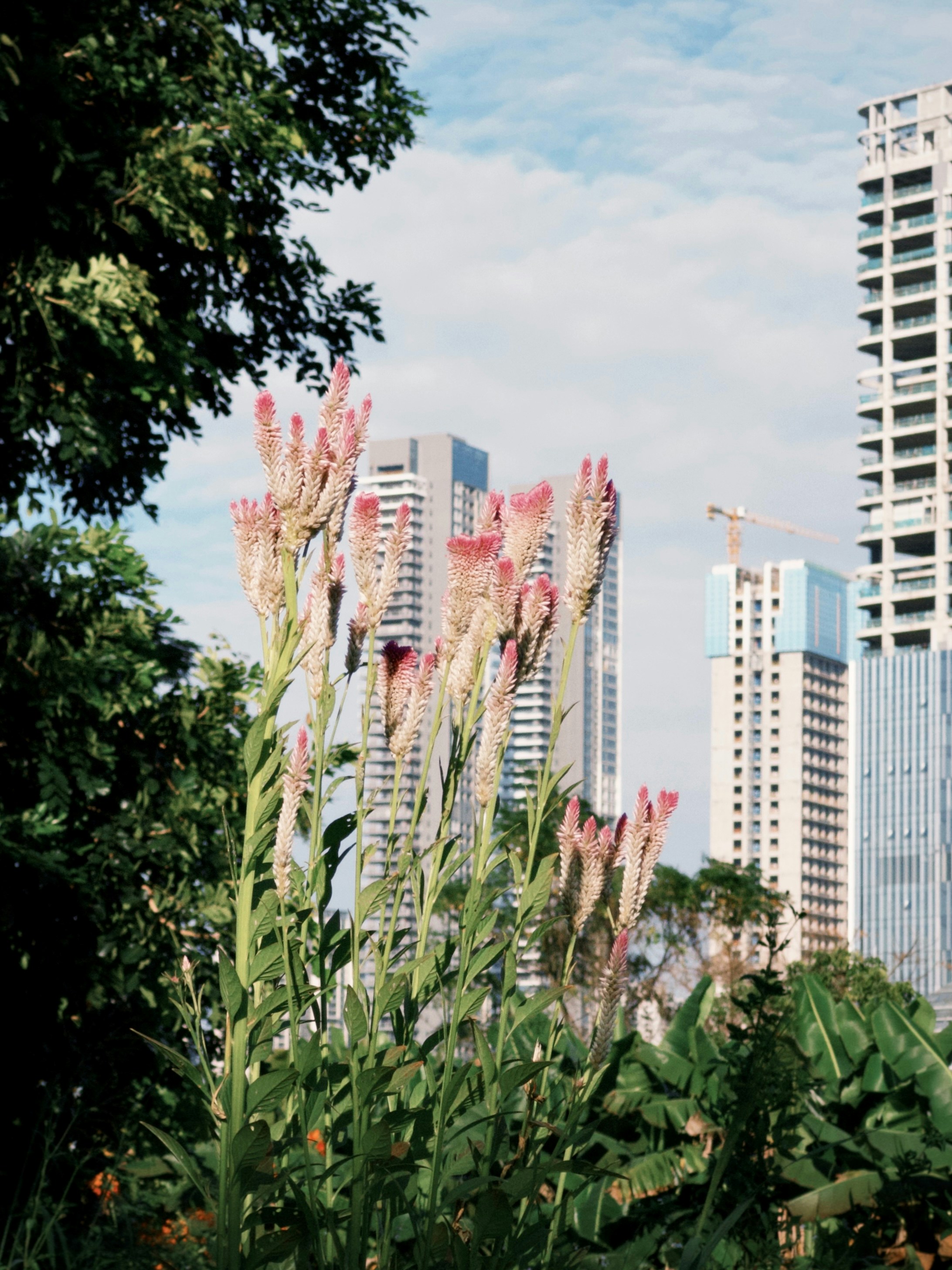 Urban Bloom: Pink Sprigs Reaching Toward a Skyward Skyline