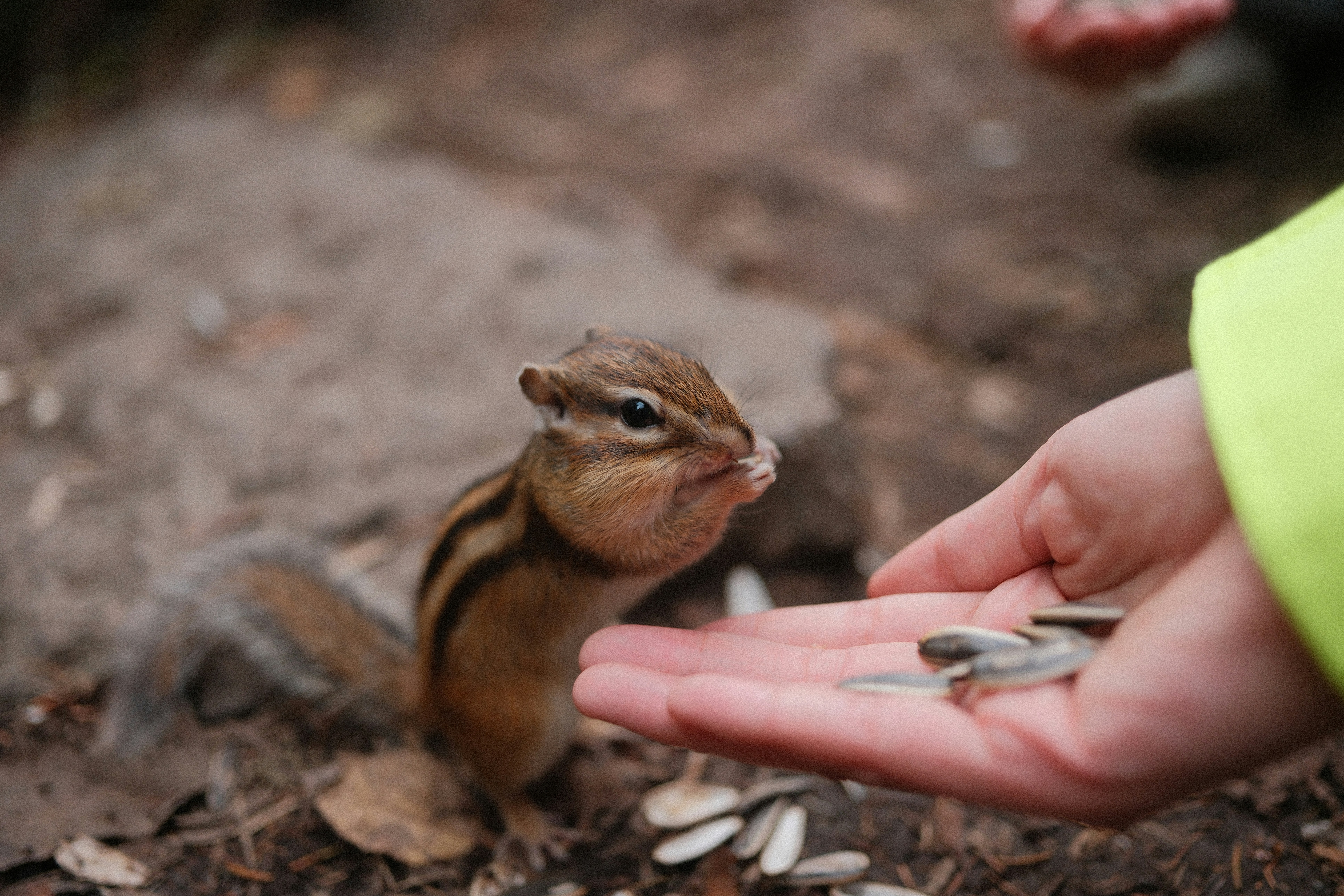 A person holding a small chipper in their hand photo – Free Animal ...