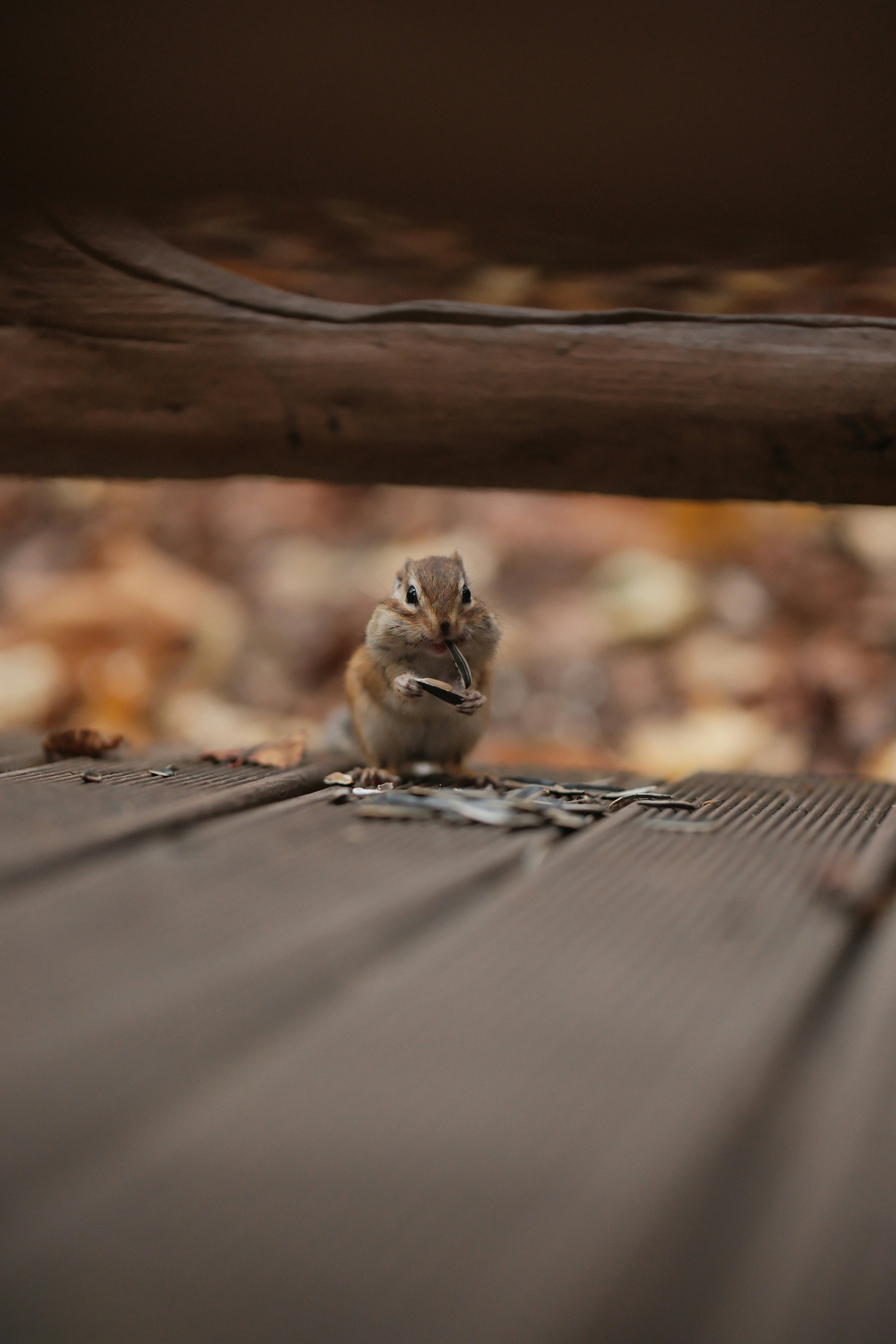 Chipmunk on a Weathered Deck, Autumn's Quiet Spotlight