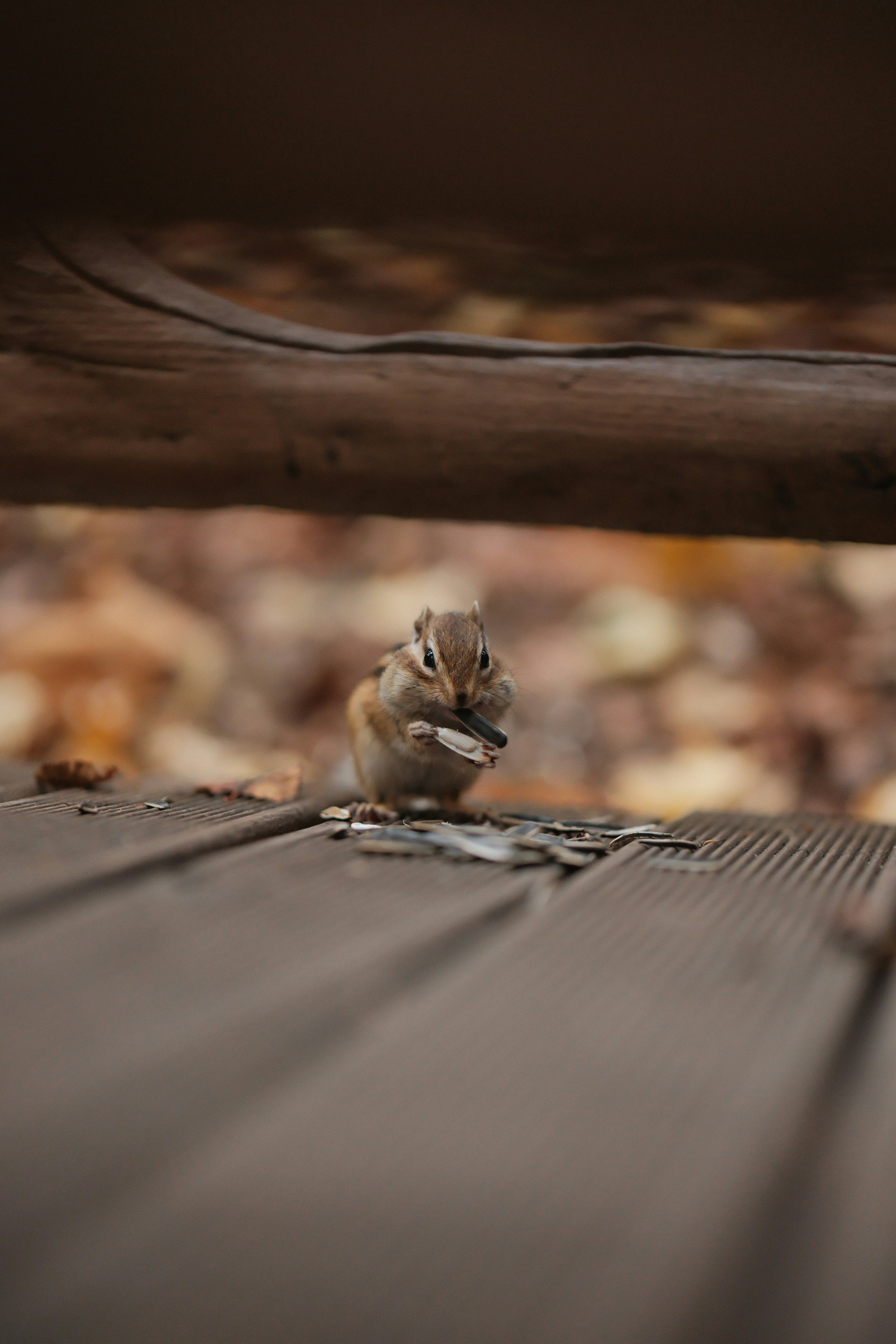 A small squirrel sitting on a wooden deck photo – Free Animal Image on ...