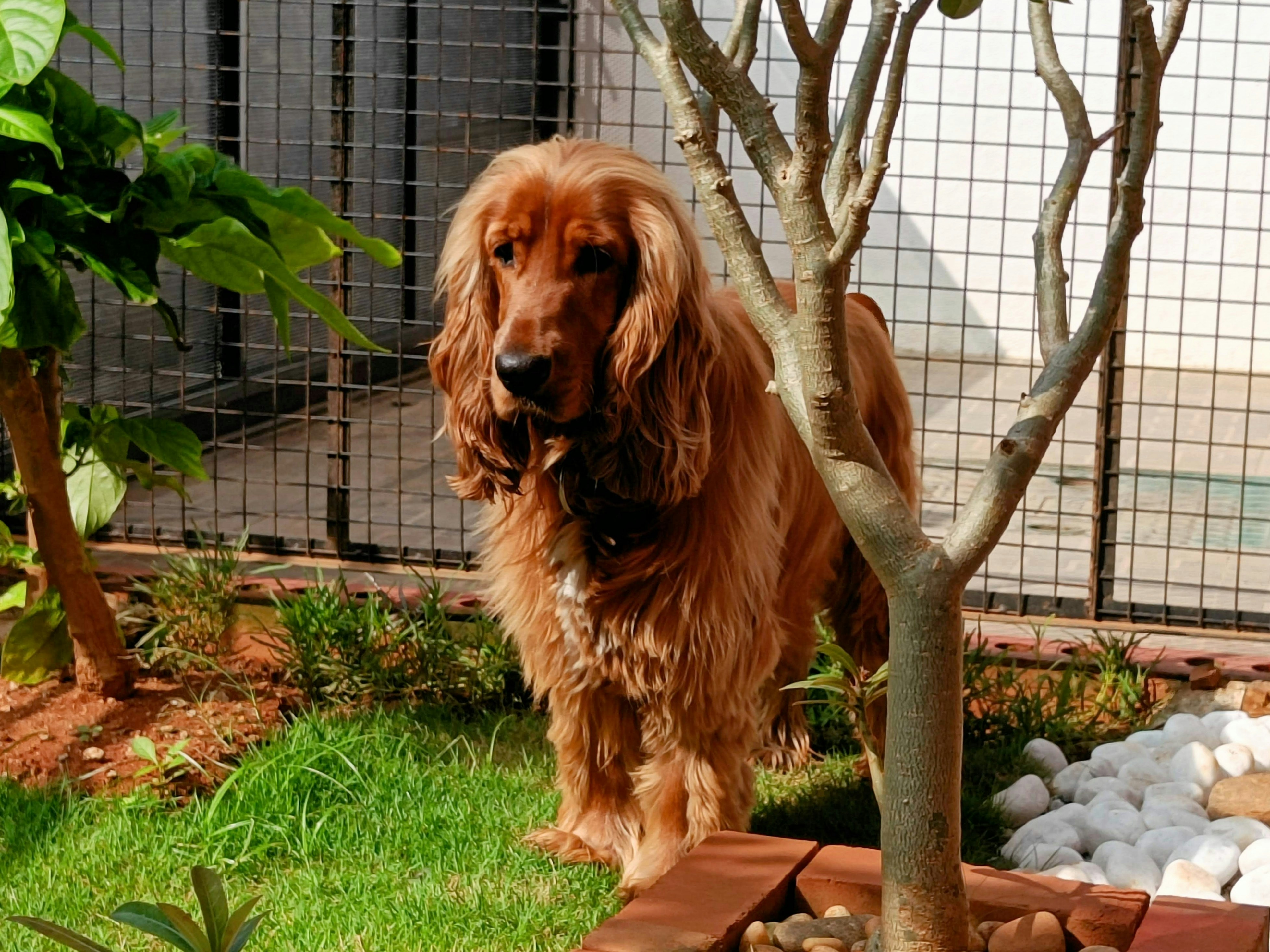 Golden retriever stands in a garden with a small tree and white stones, framed by a wire fence; the scene focuses on the dog's face and coat texture.