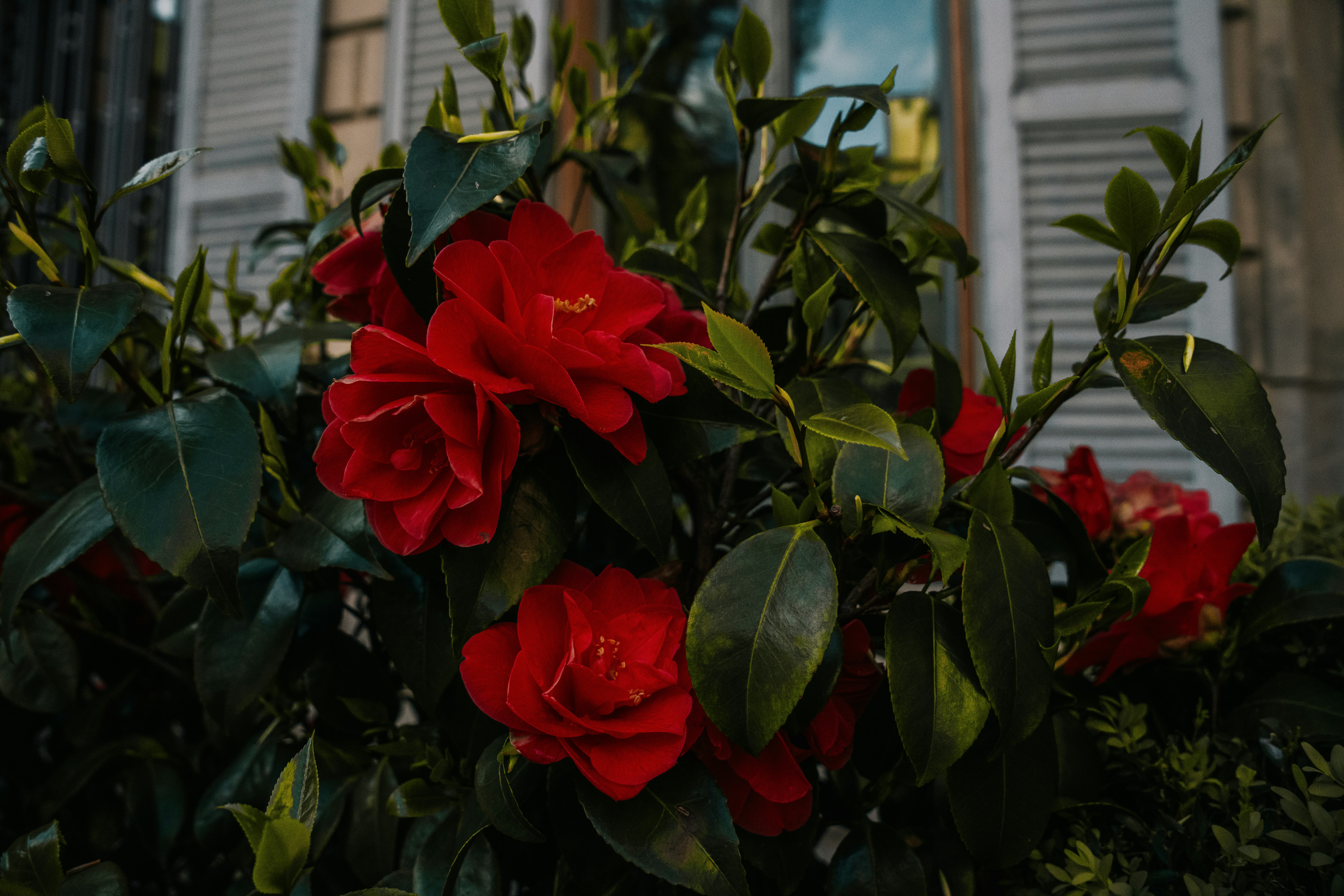 Crimson Camellias Framing a Quiet Facade