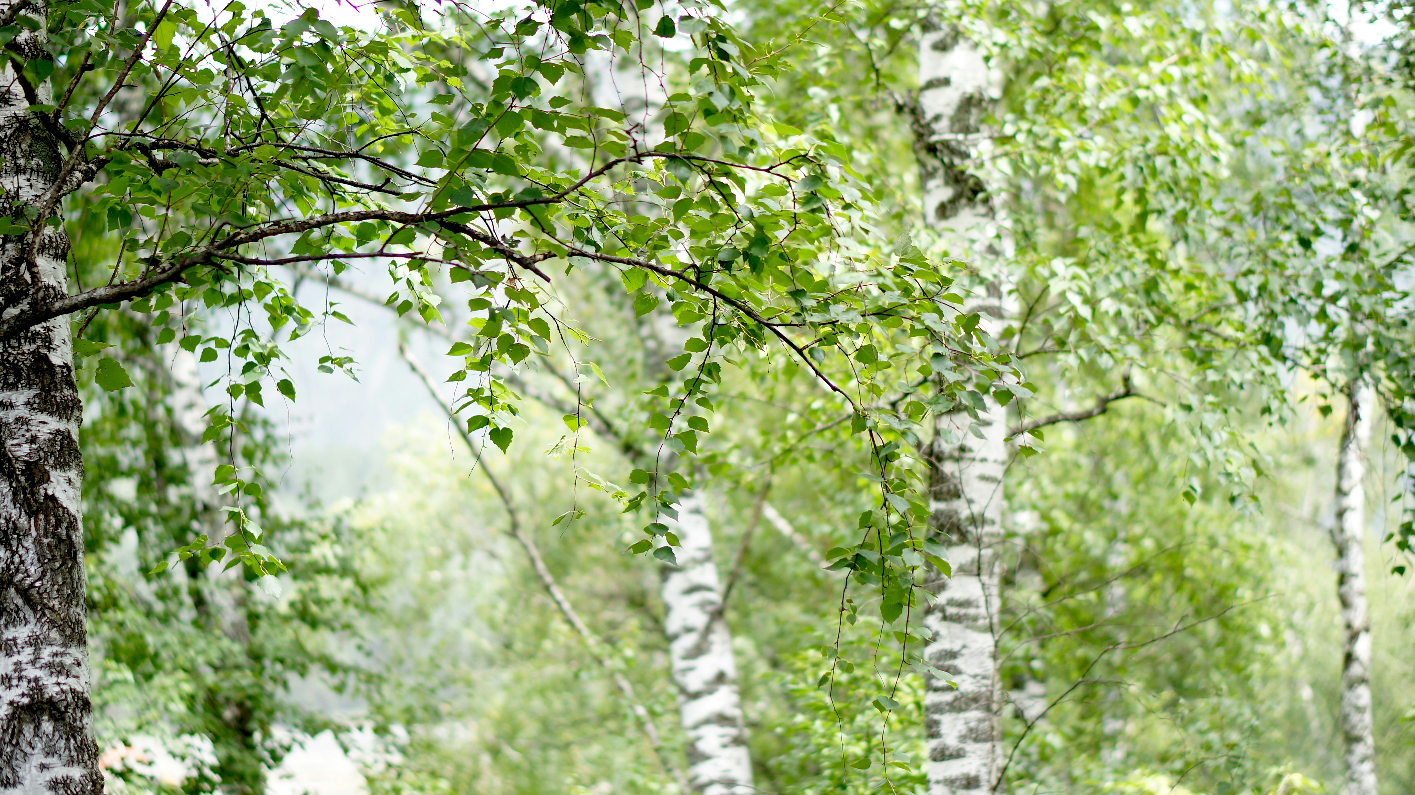 500+ Birch Tree Pictures [HD] | Download Free Images on Unsplash