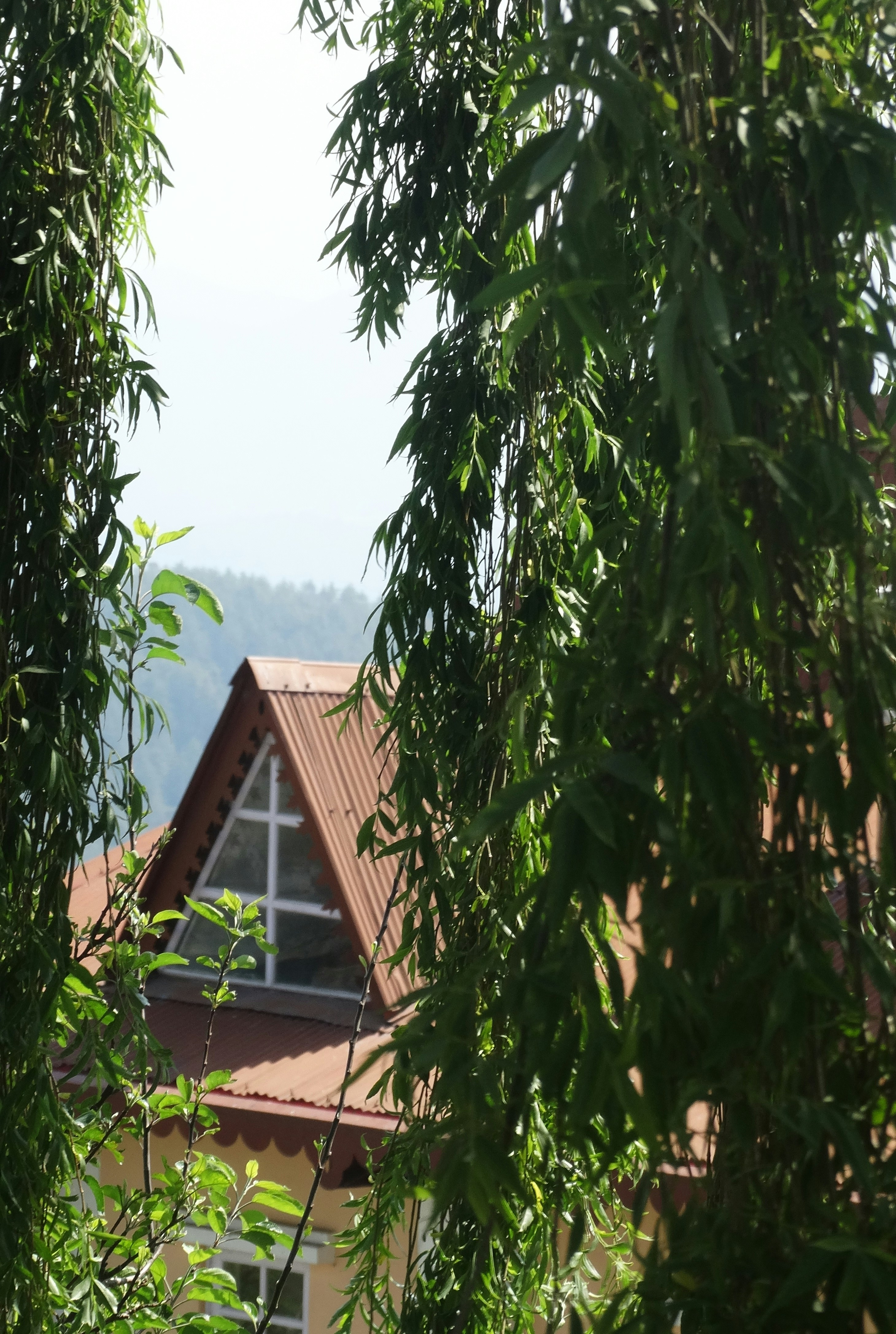 Hidden Rooftop Triangle Framed by Verdant Curtains