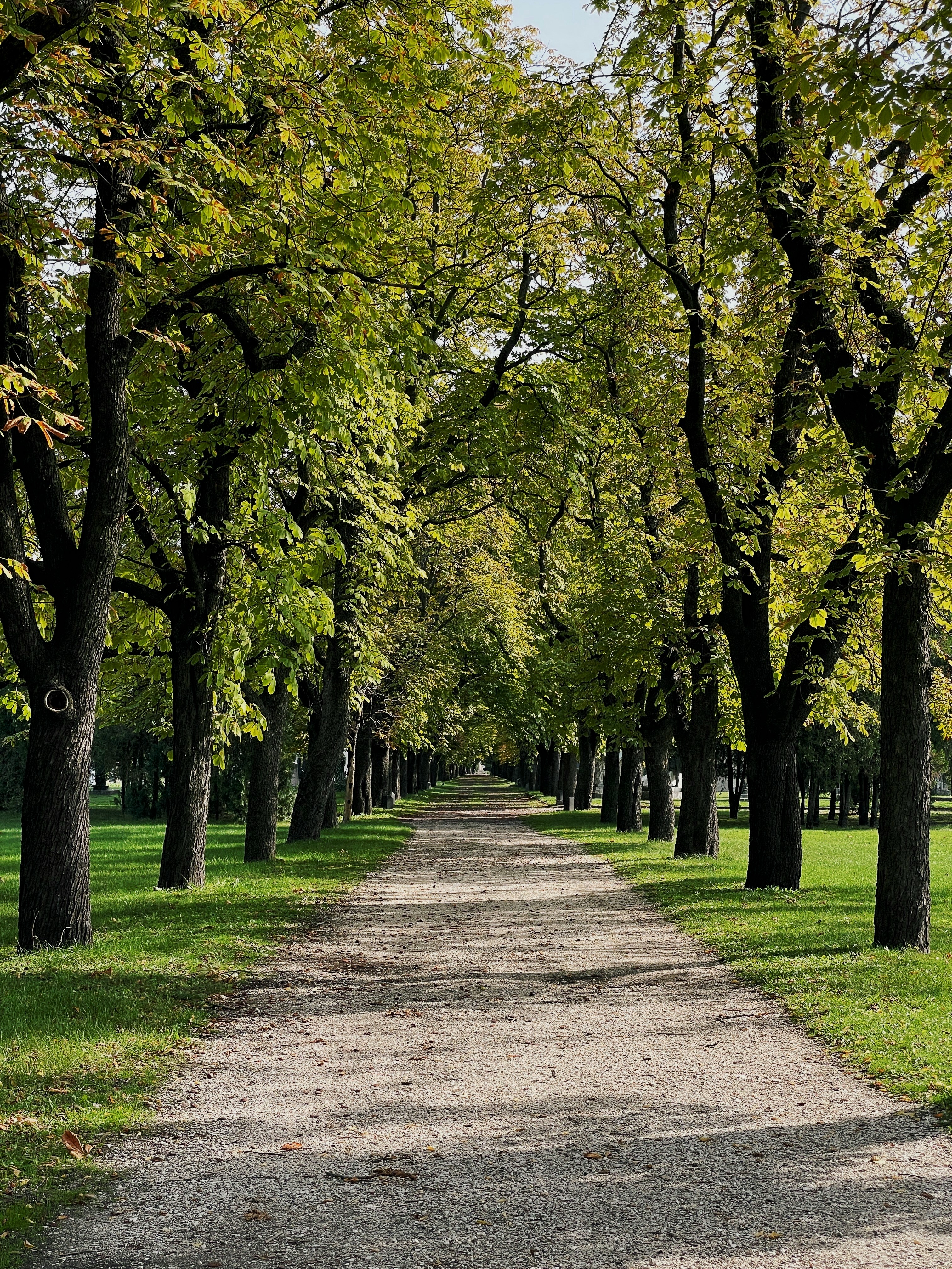 Avenue of trees, Kerepesi Cemetery, Budapest, Hungary, EU 🇪🇺
