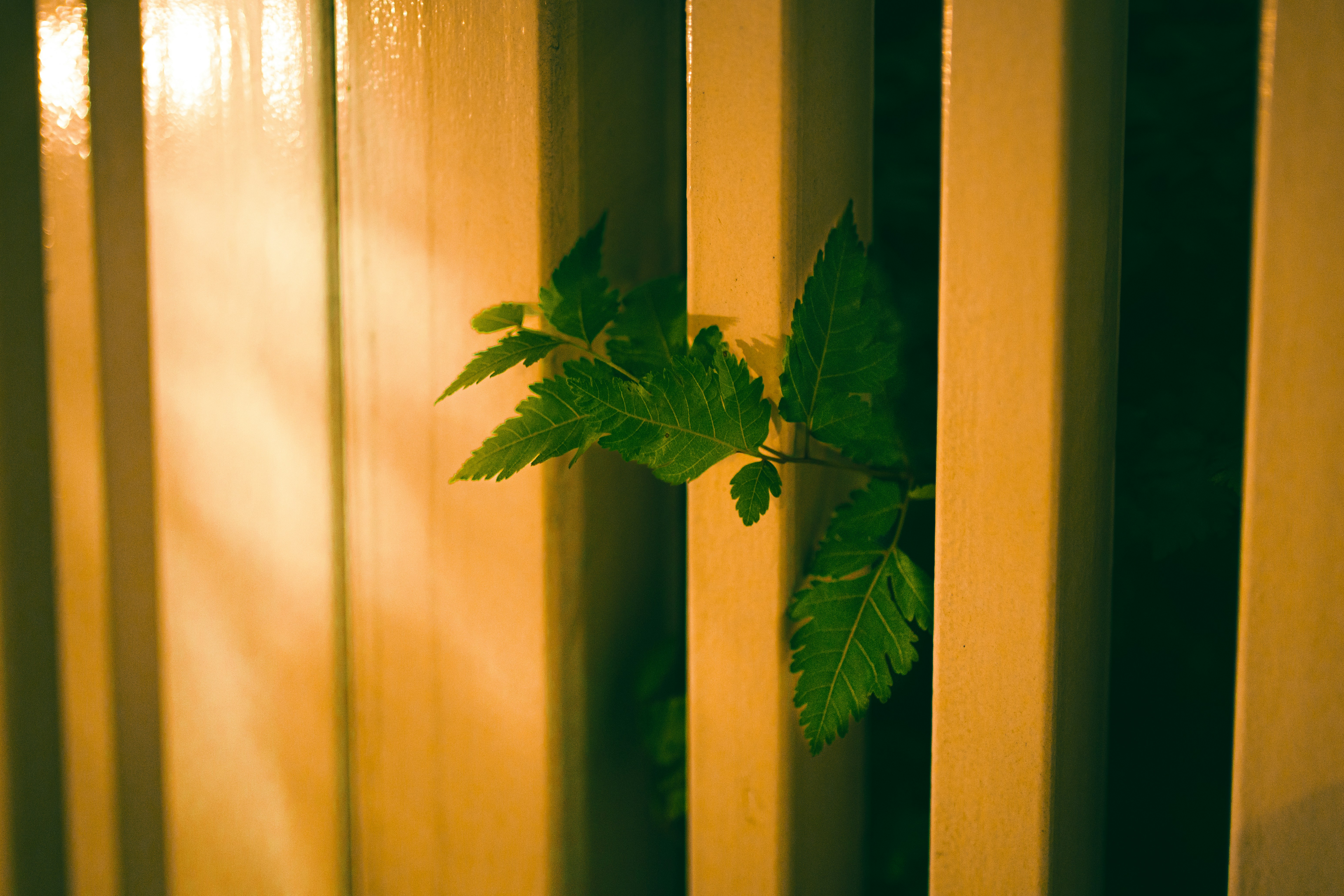 Verdant Green Pushing Through Slats of Golden Light