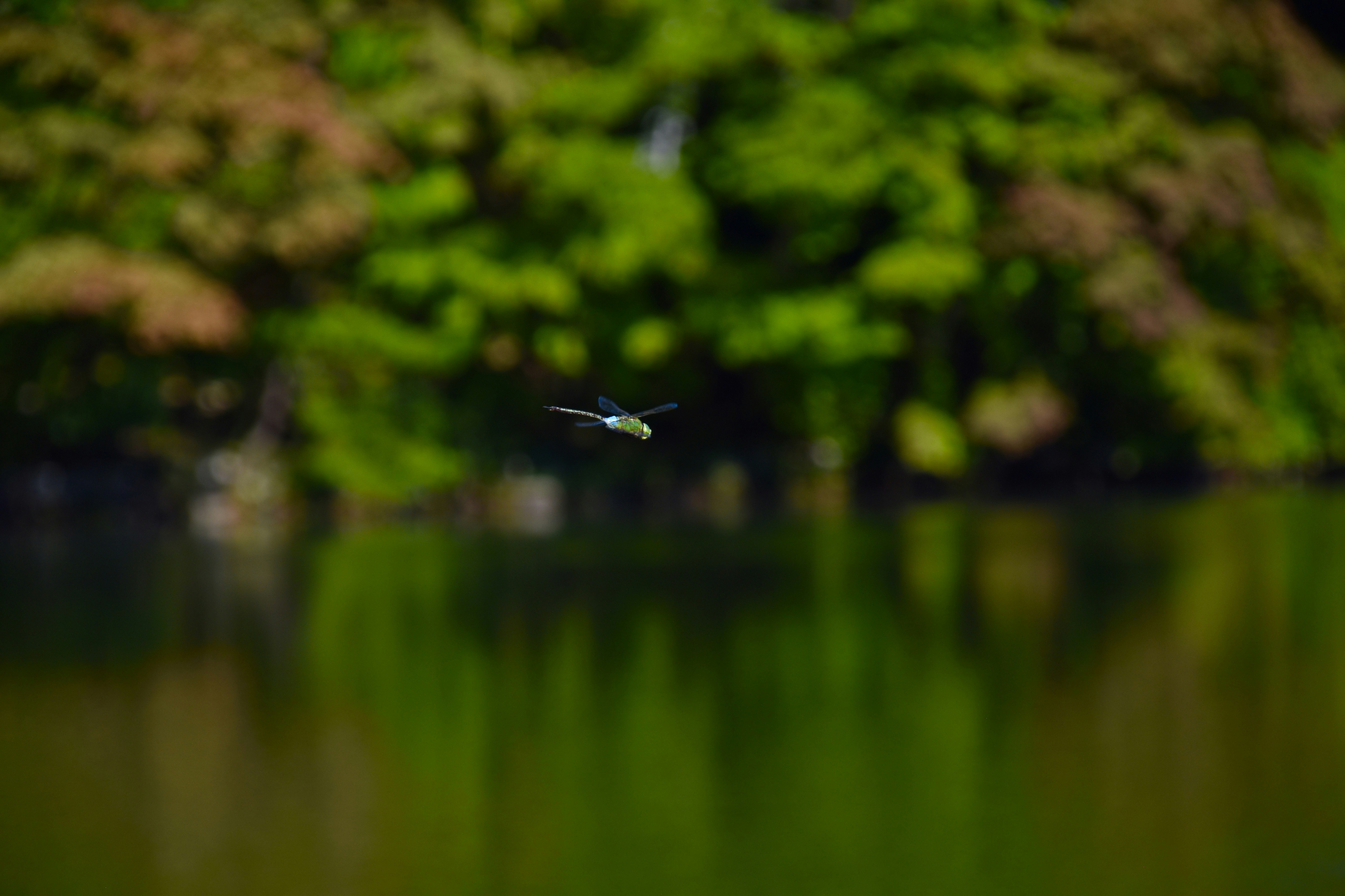Dragonfly in Flight Over a Verdant Lake, against a Soft Green Backdrop