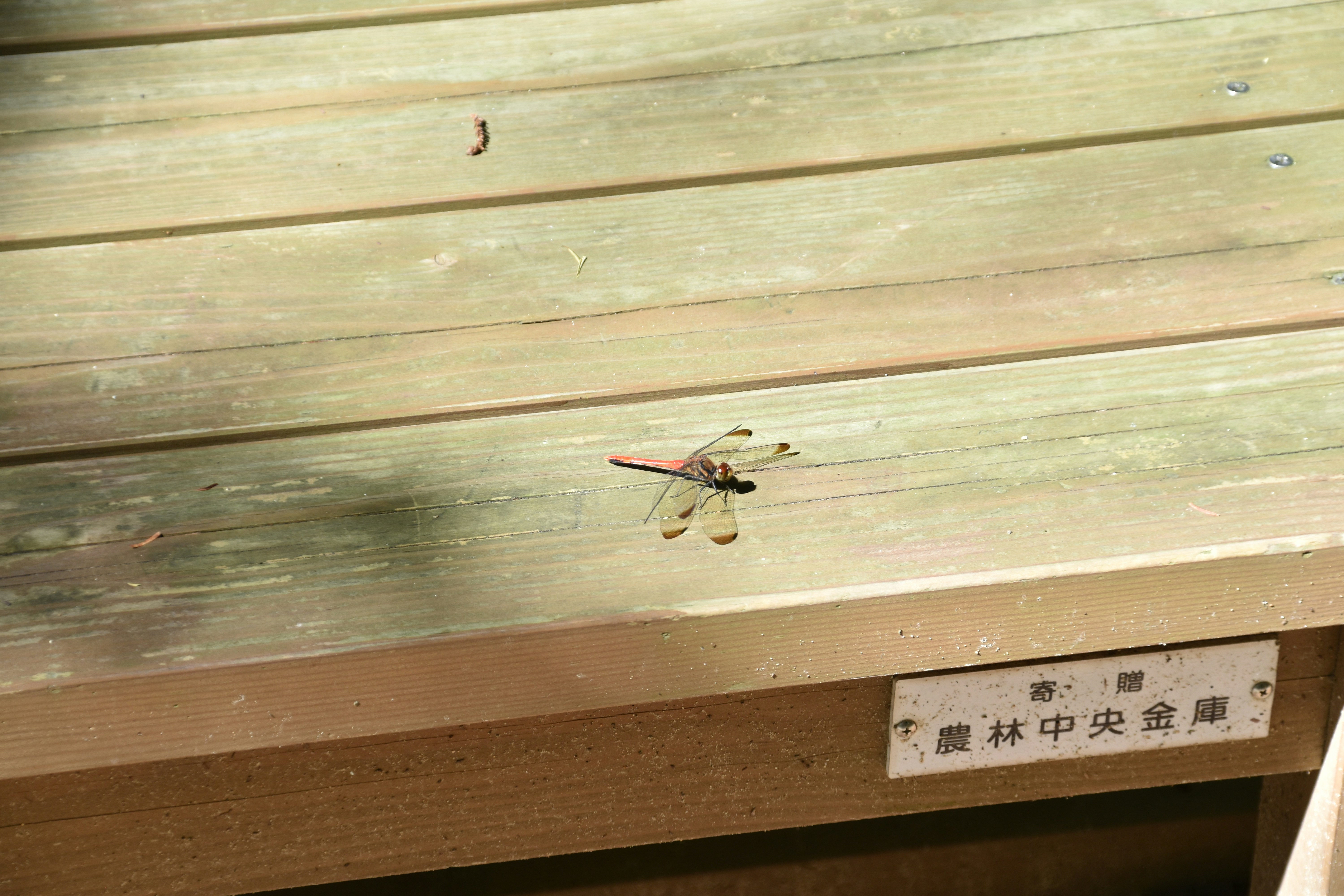 Red Dragonfly on Weathered Deck by a Small Plaque