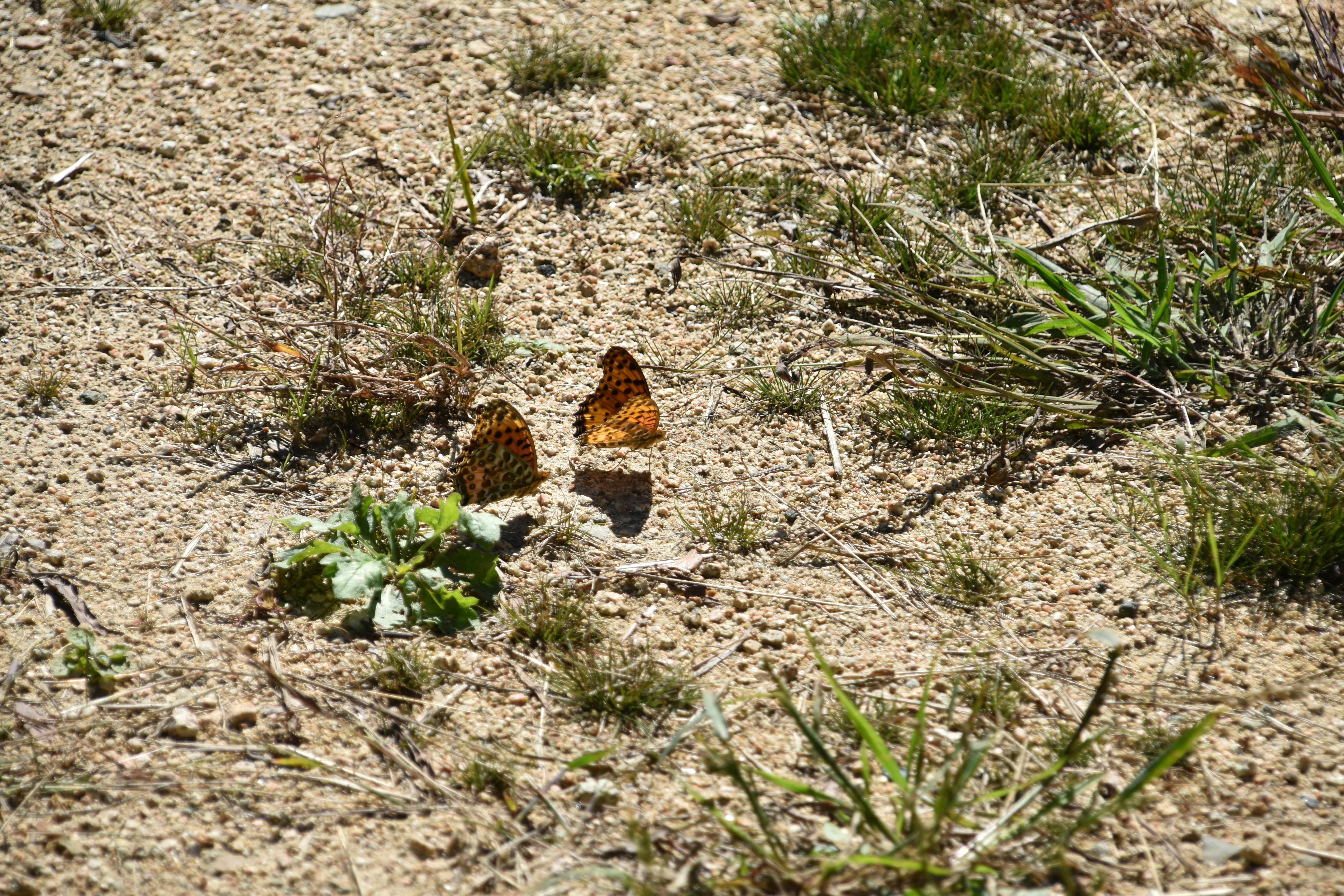 Two Orange Wings on Desert Sand: A Minute Close-Up of Ground Texture