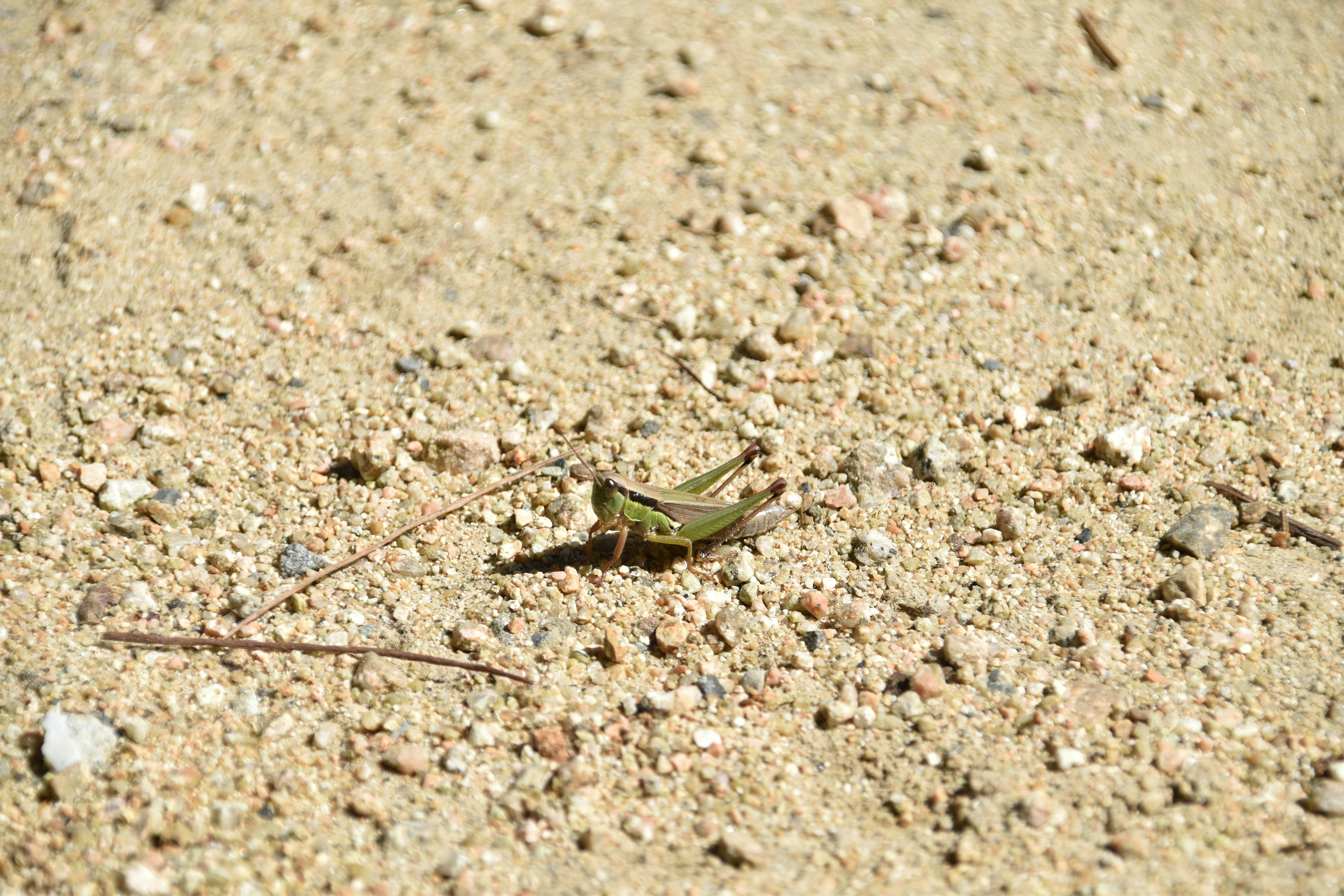 Tiny Green Mantid on Sunlit Sand: A Moment of Camouflage