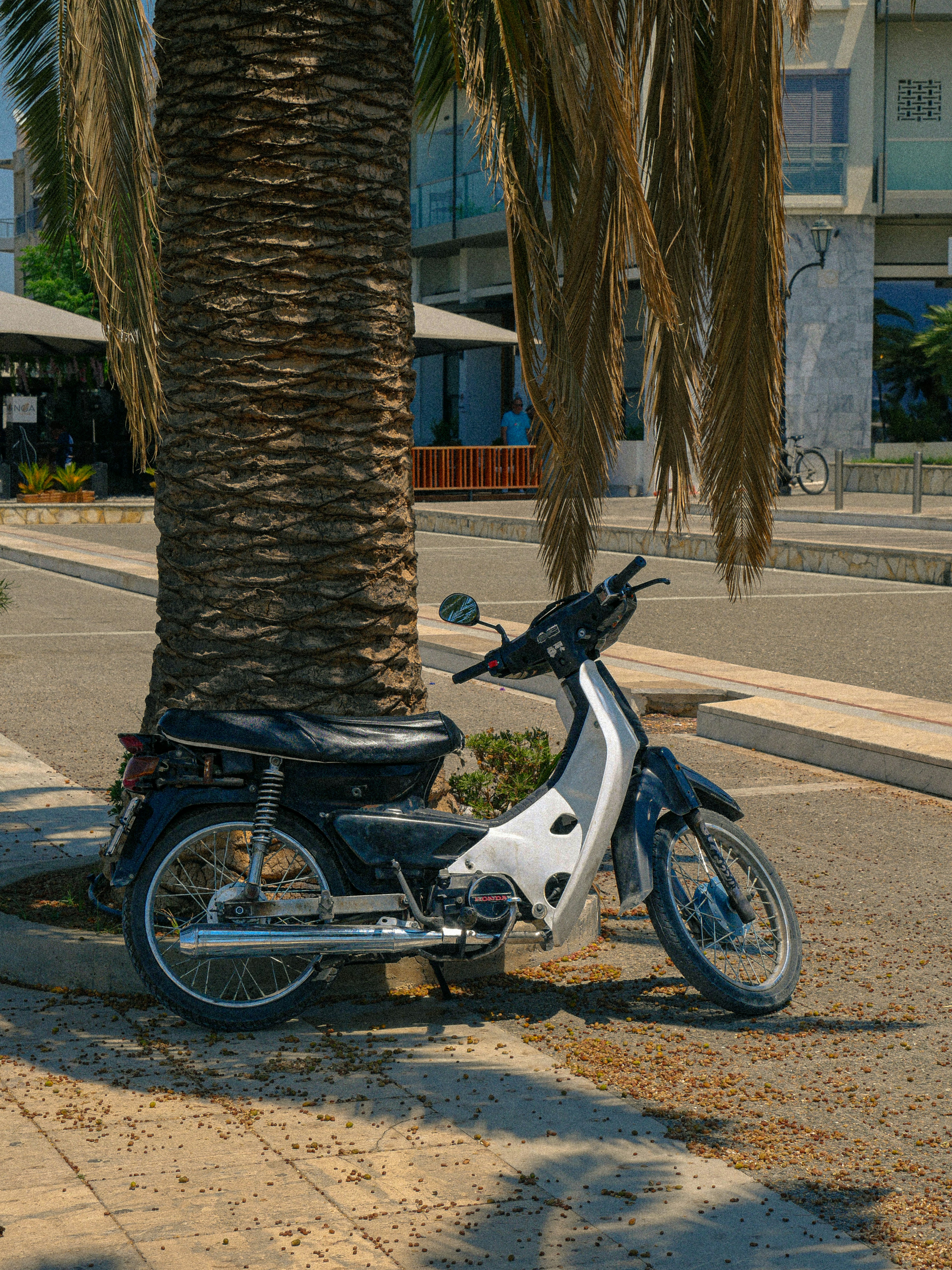 Motor Scooter Under a Palm: Urban Quiet by the Seaside