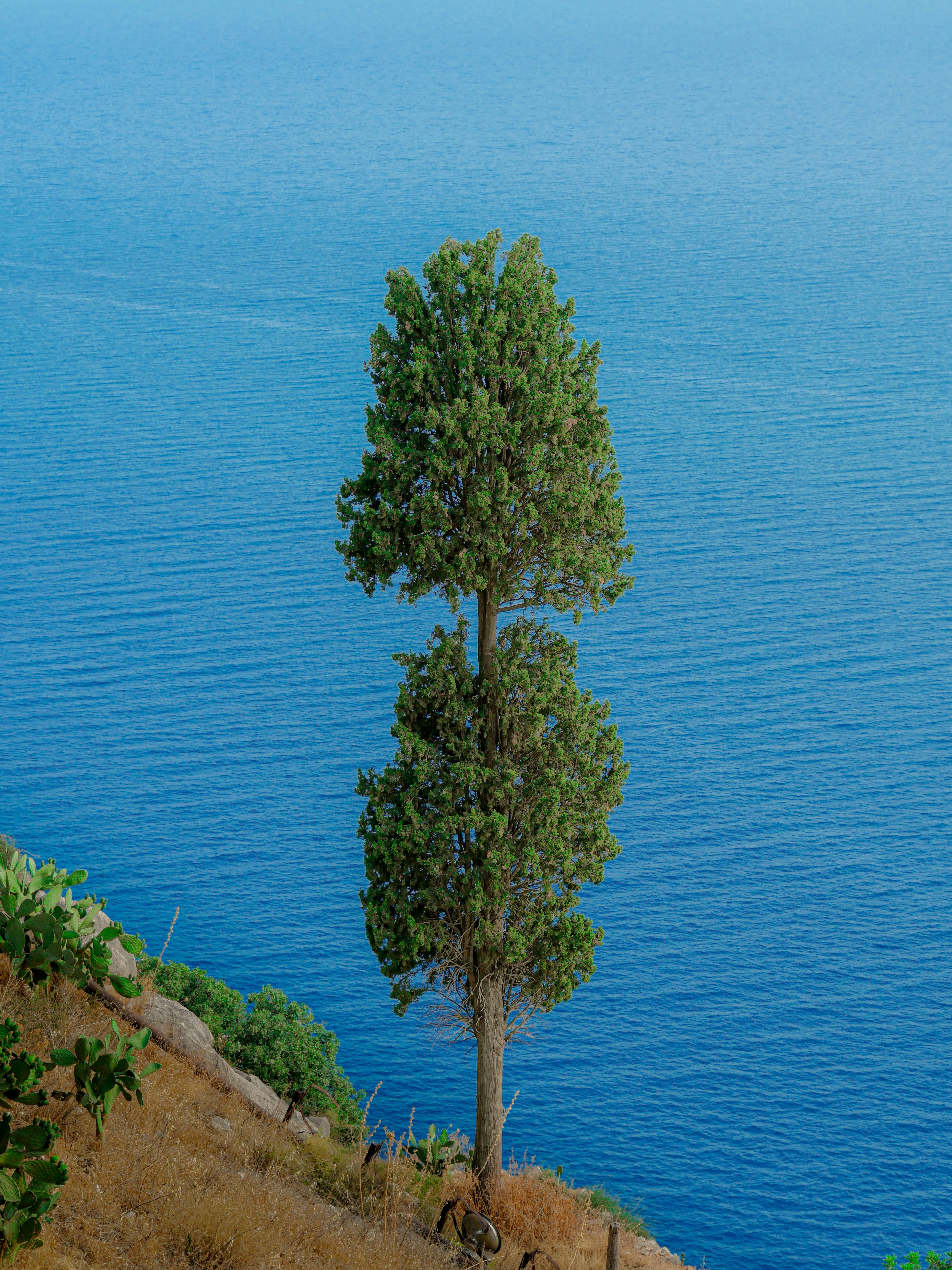 Vertical Sentinel: A Lone Cypress Braving the Cerulean Expanse