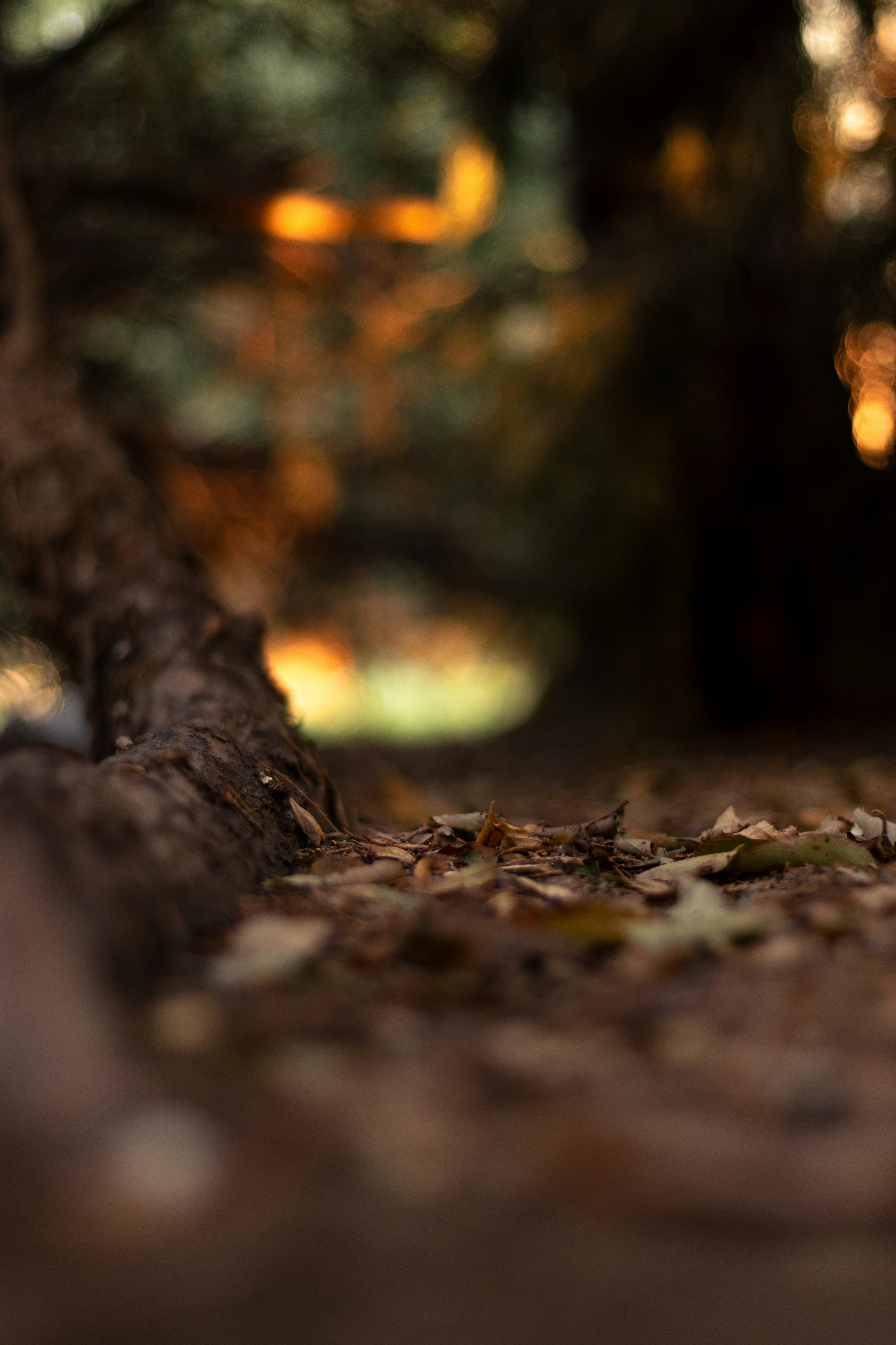 Fallen leaves blanket the forest floor, with a blurred tree branch framing the scene. Soft light filters through the foliage, hinting at the transition of seasons.
