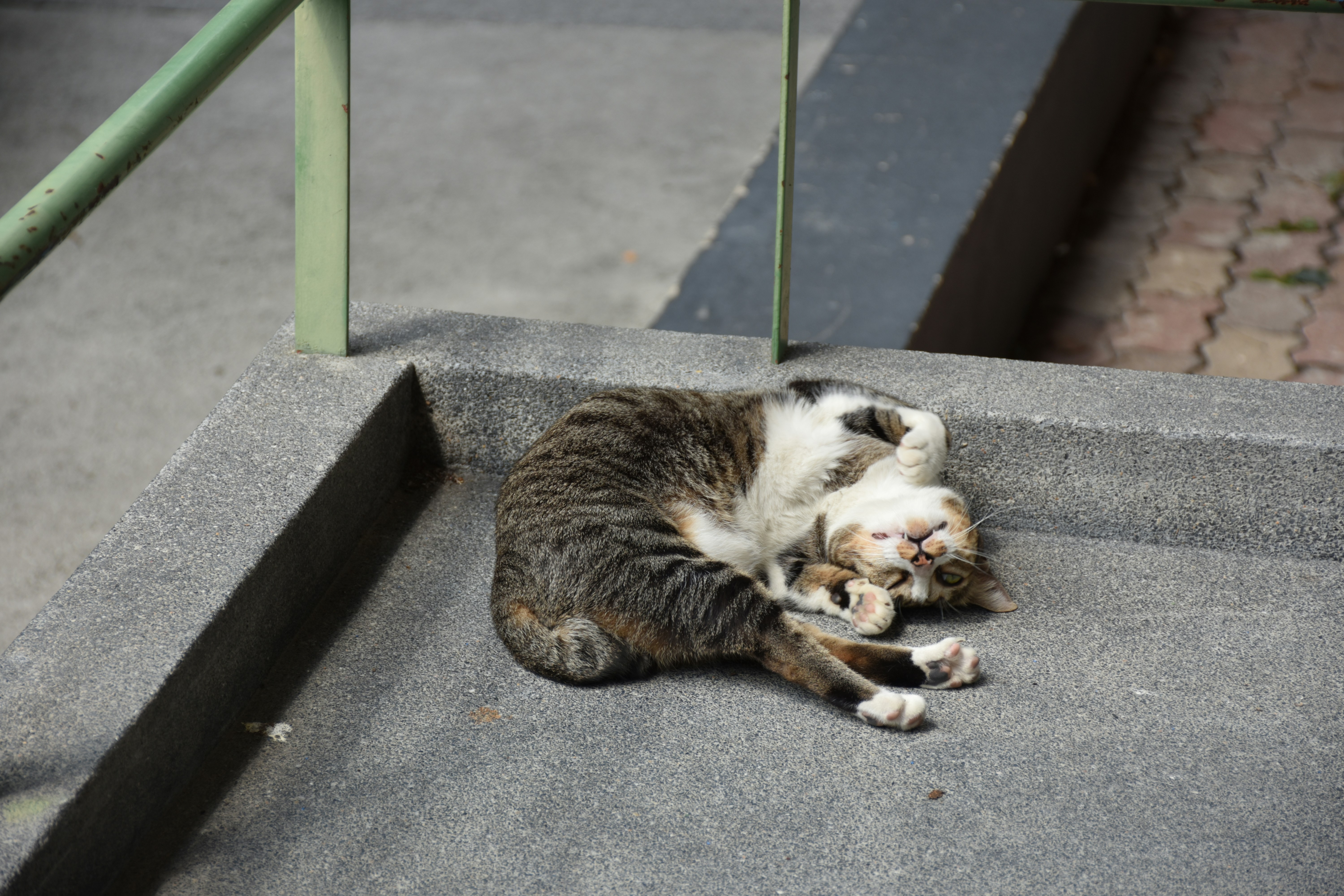 Sunlit Cat Napping on Urban Steps