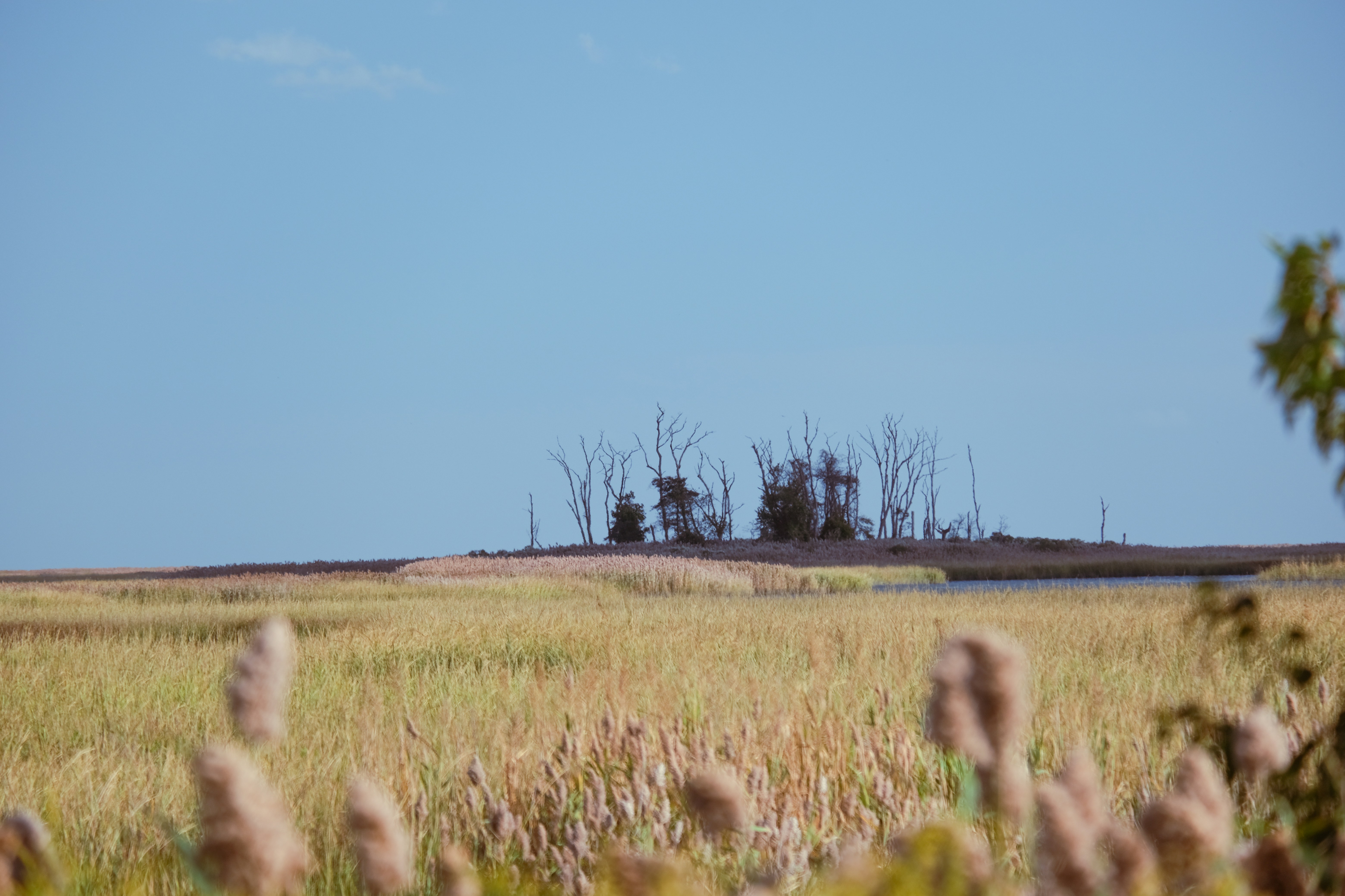 Whispers of the Prairie Horizon