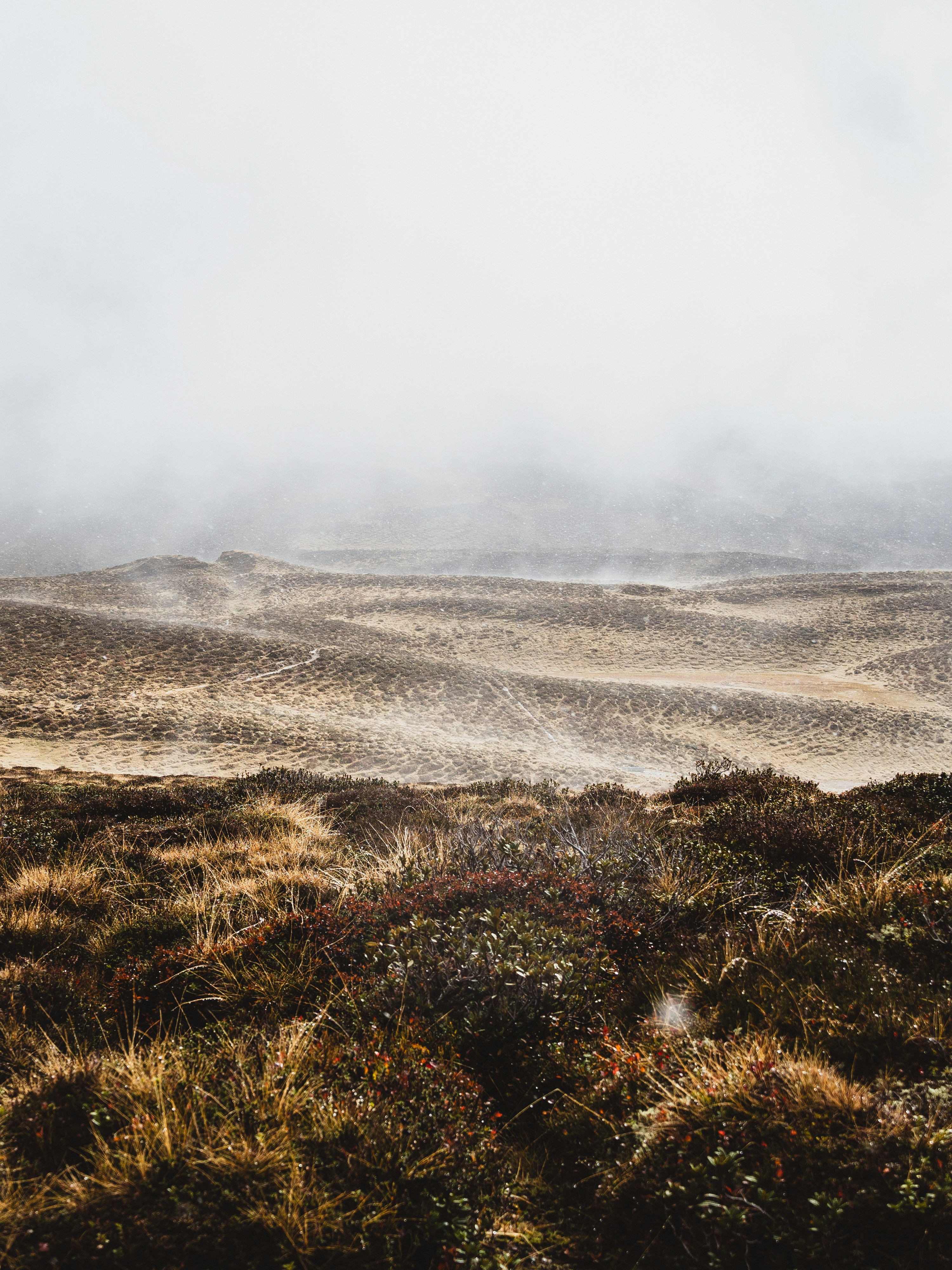 A foggy mountain landscape with grass and bushes photo – Free Nature ...