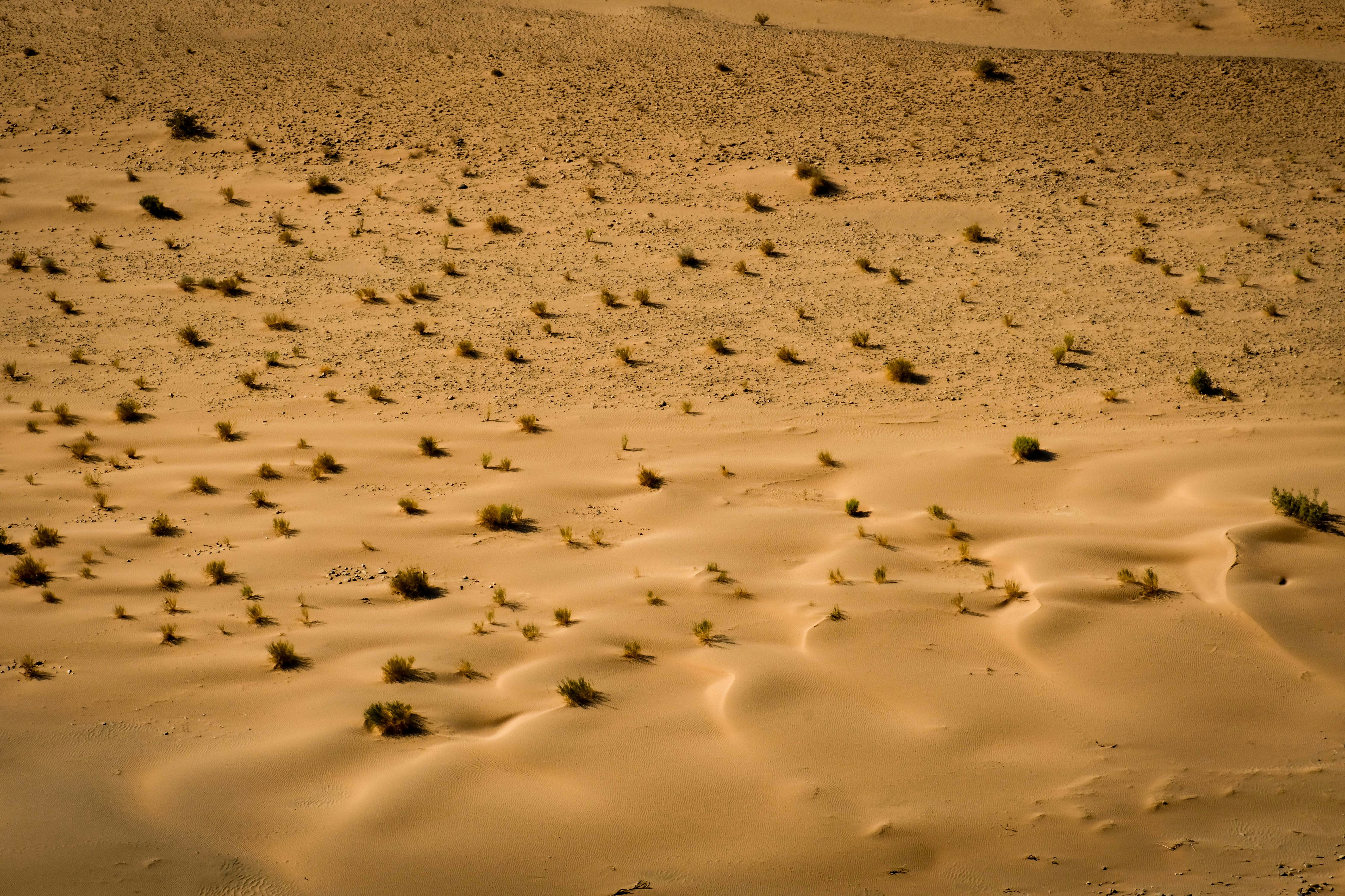 A group of birds walking across a sandy field photo – Free Nature Image ...