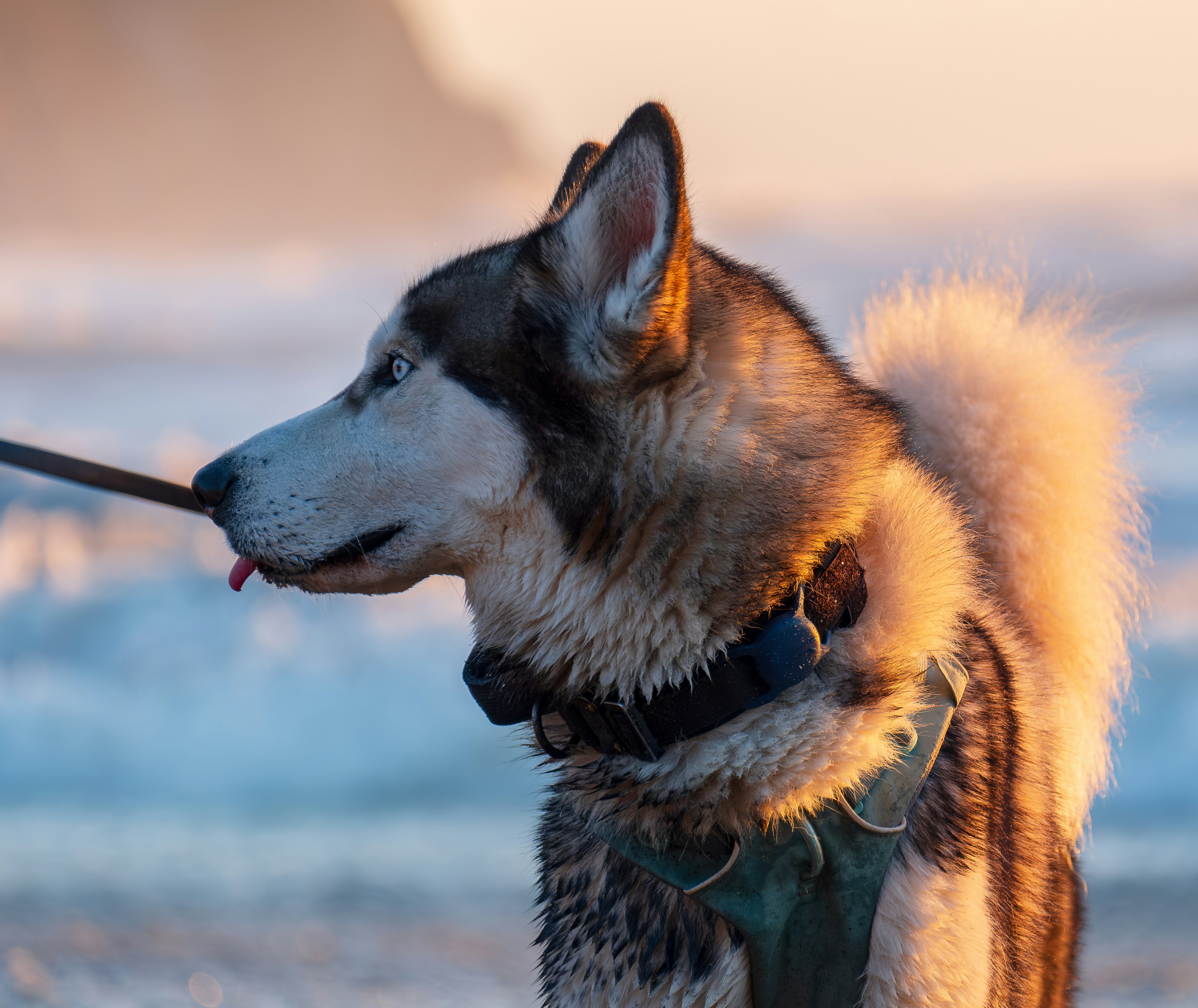 Golden Hour Guardian: Husky Pauses on the Icy Shore