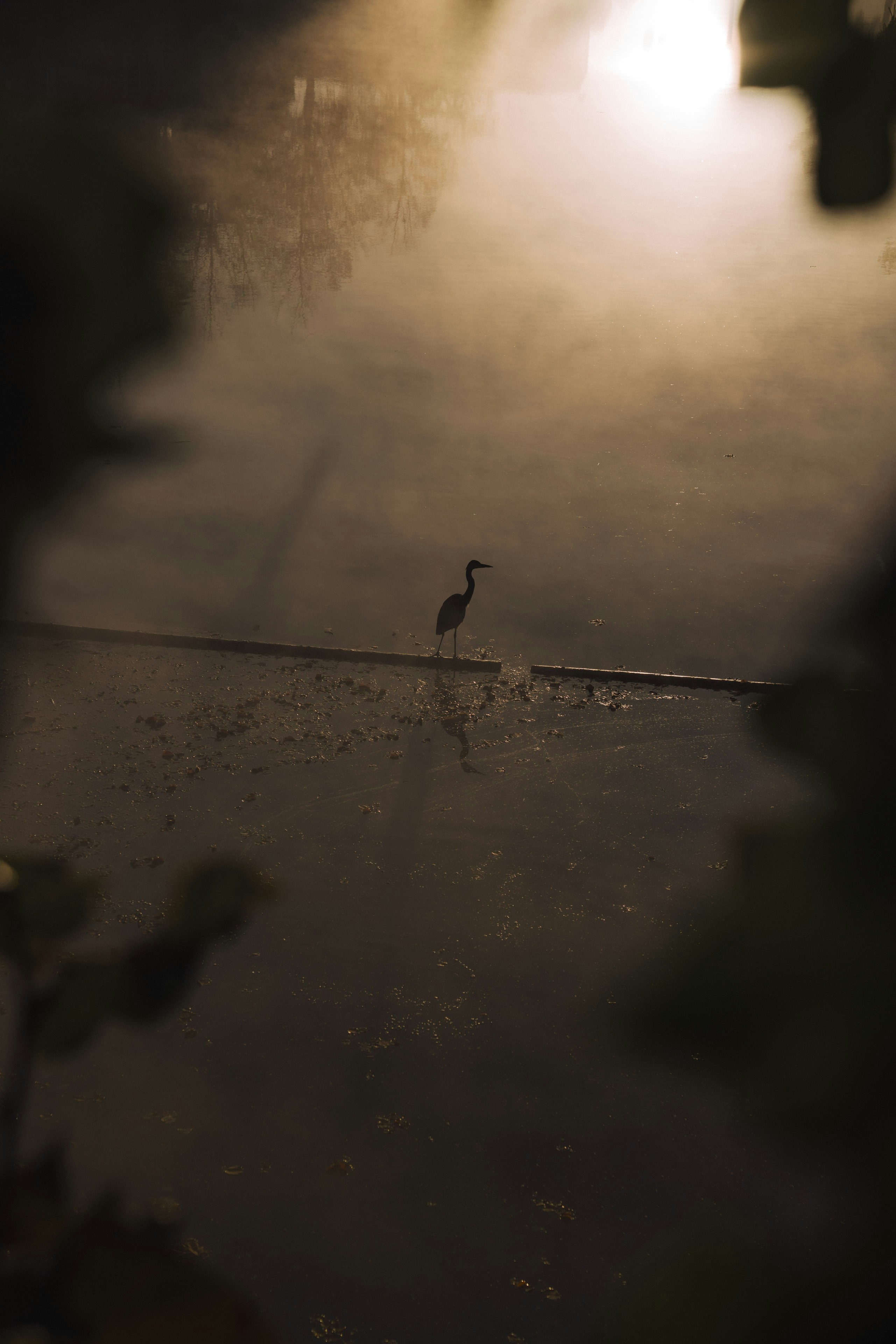 Heron in the Quiet Dawn by the Water's Edge
