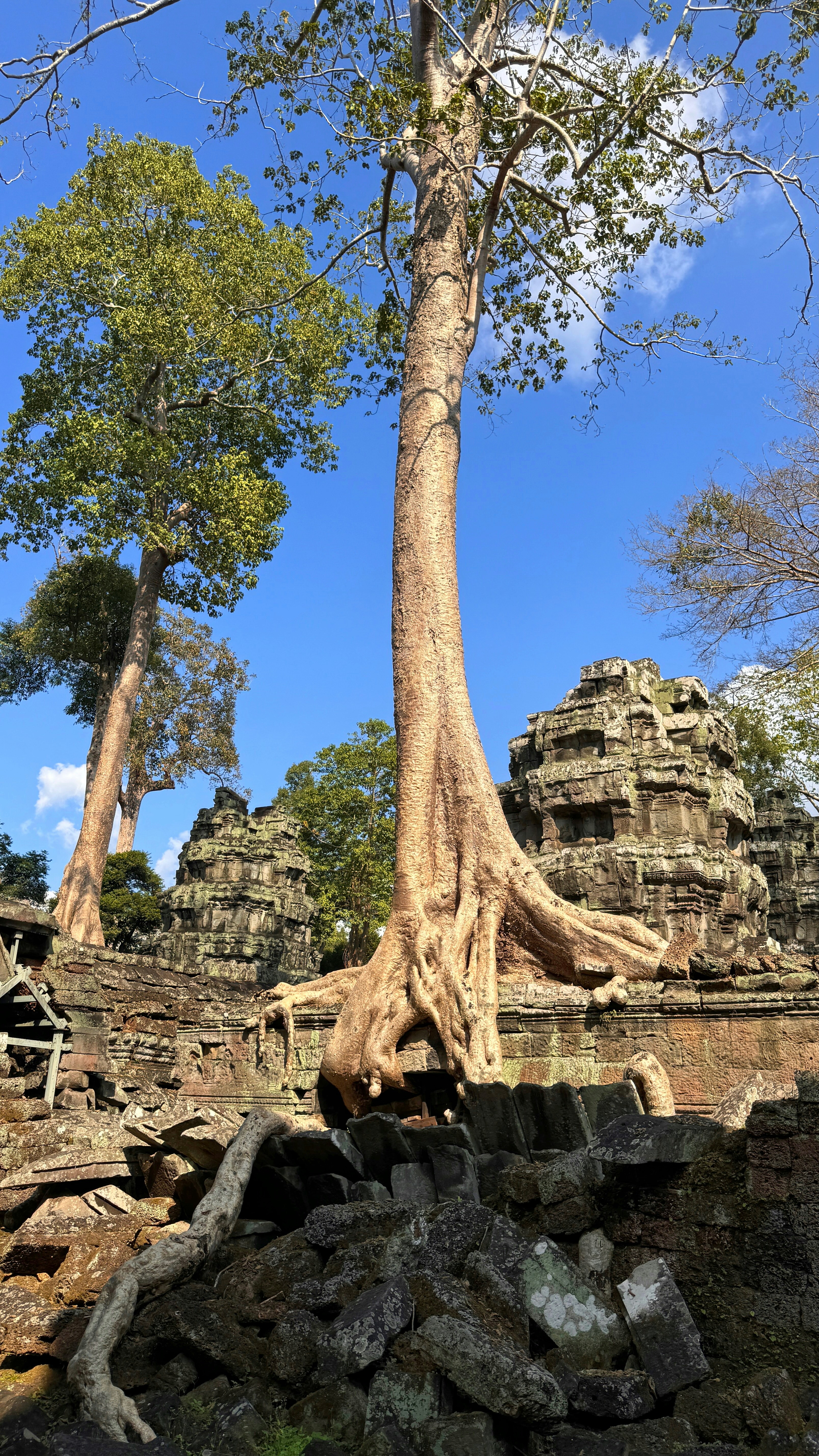 A large tree growing out of the side of a building photo – Free ...
