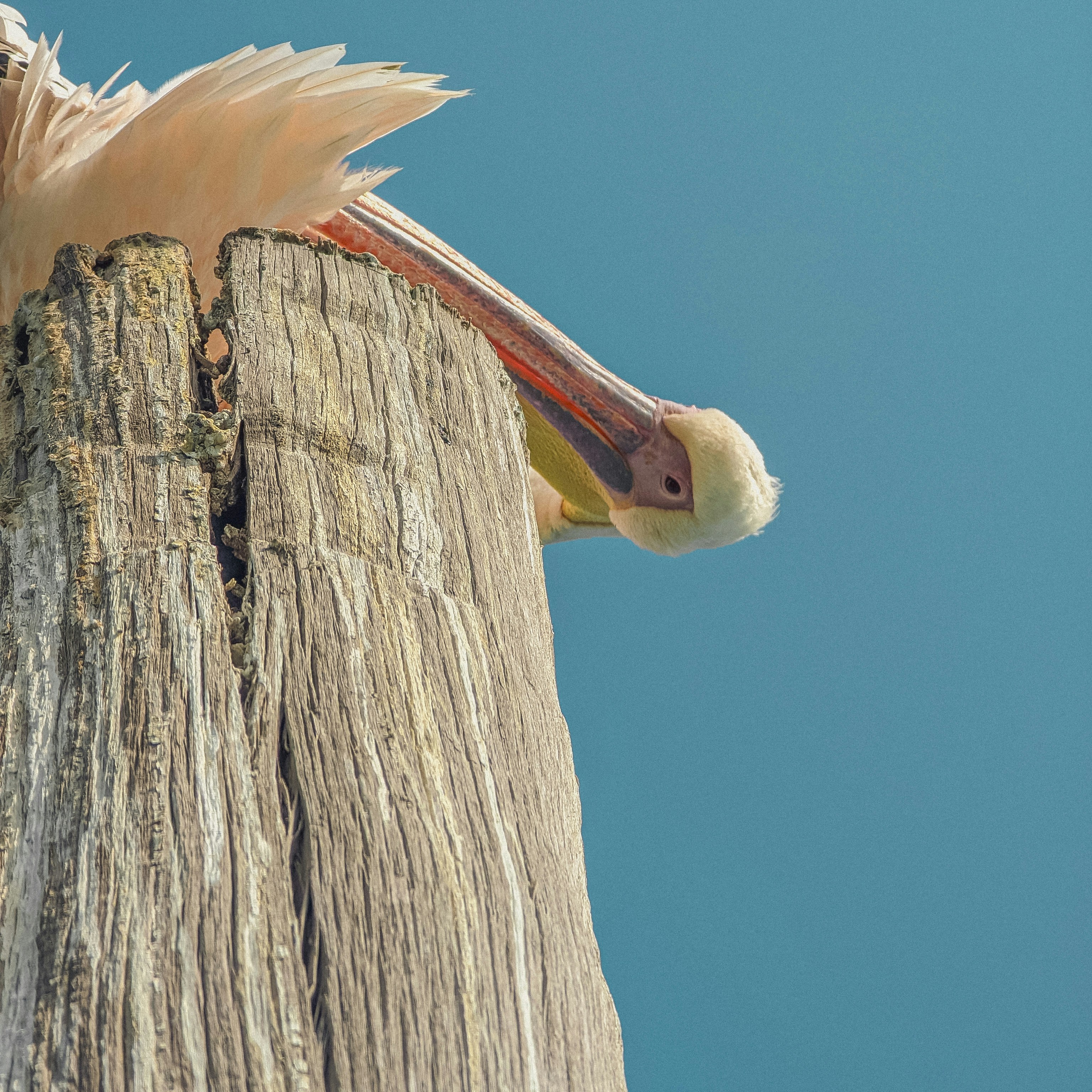 Pelican Perch: Weathered Post Against a Clear Blue Sky