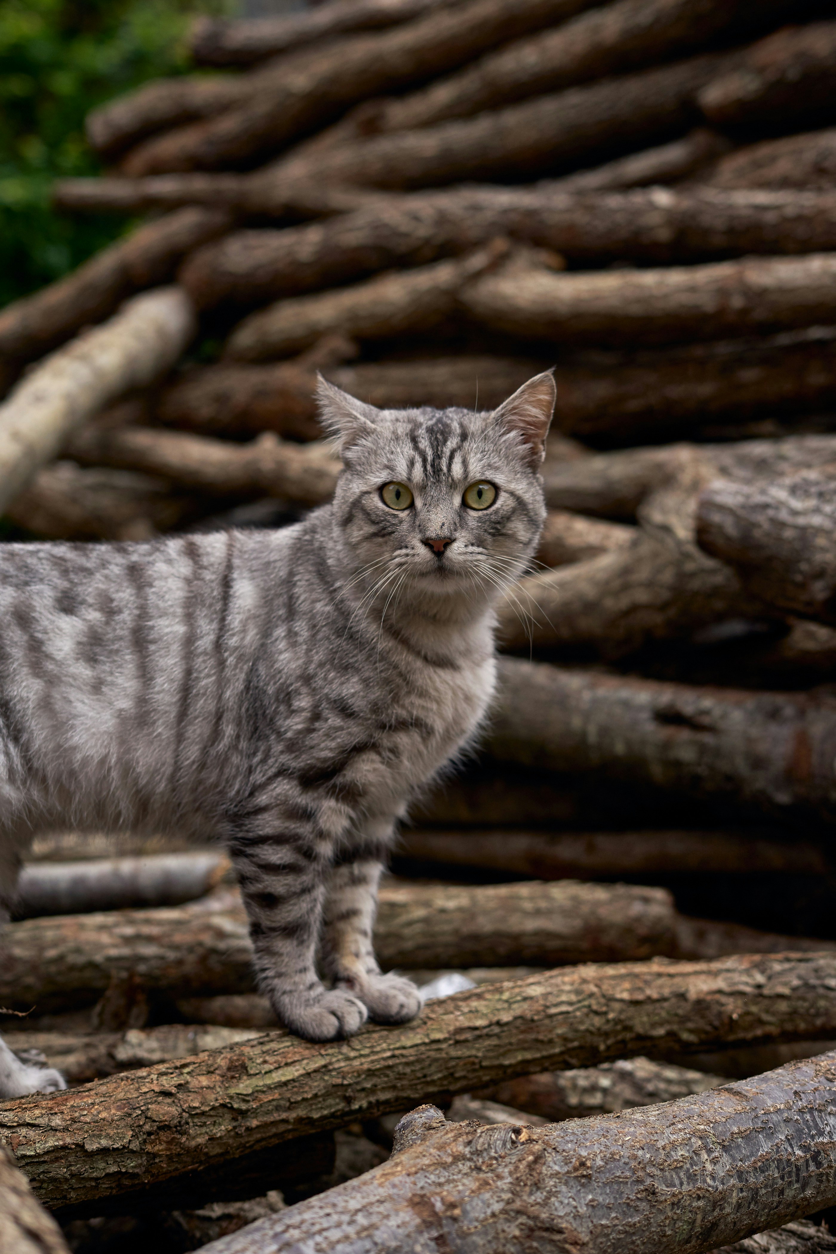 Gray Tabby on a Timber Stack: A Quiet Watcher