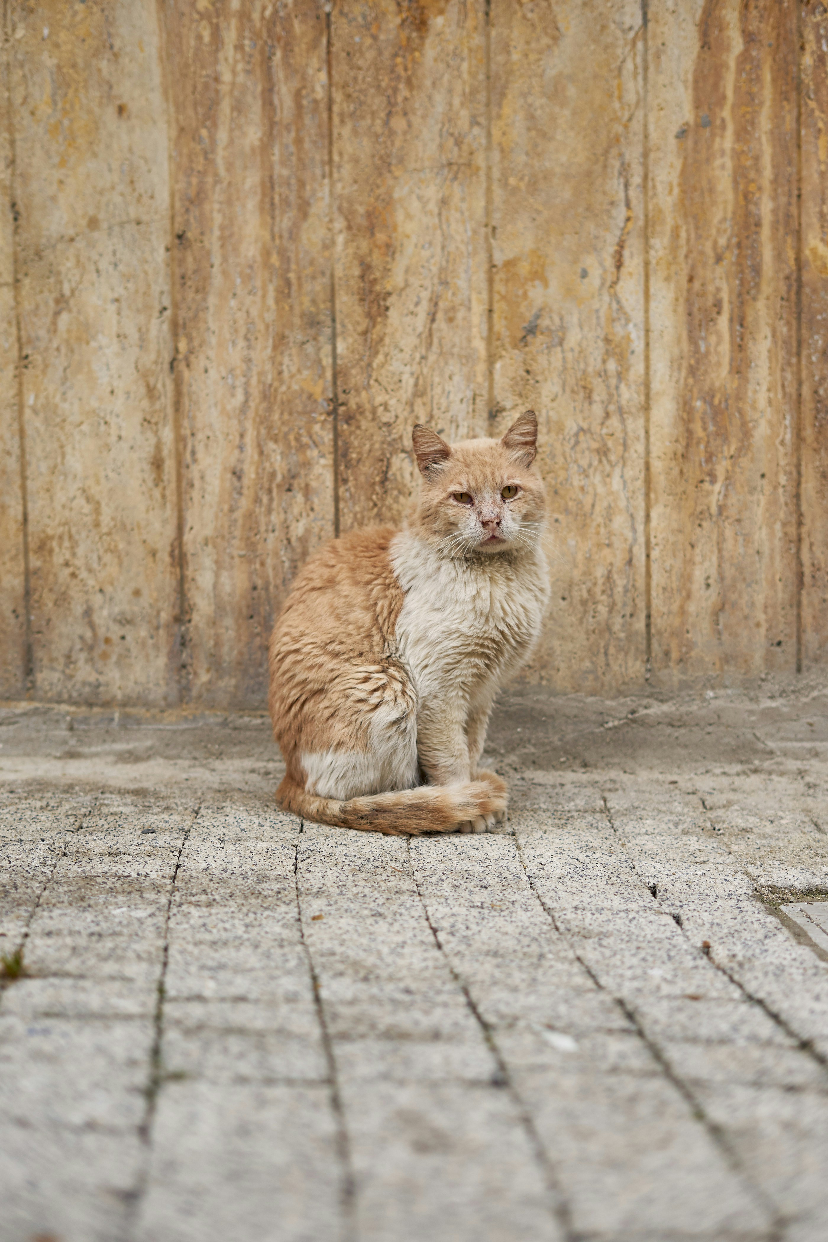 Between Wall and Pavement: a Ginger Cat in Quiet Dignity