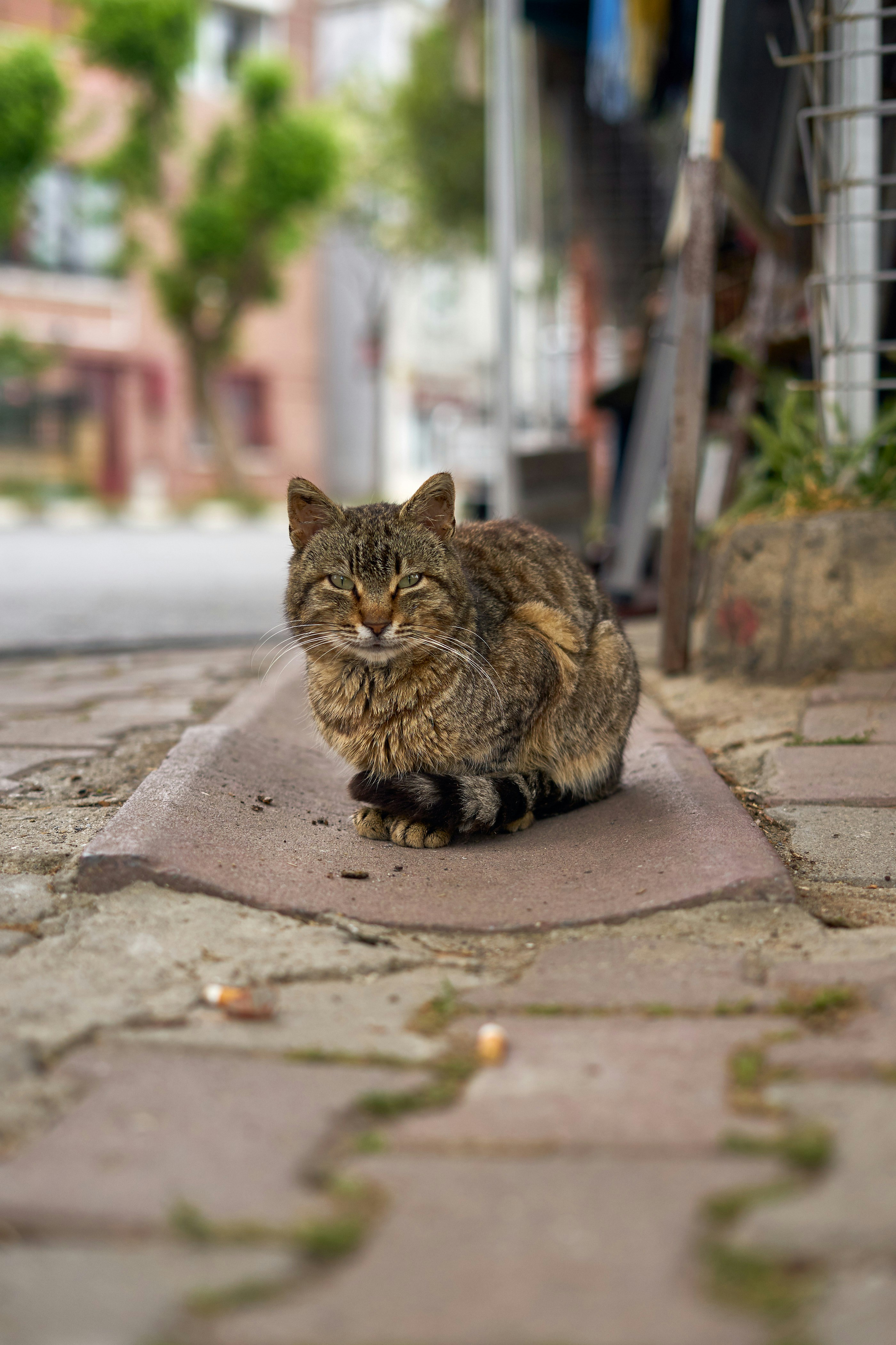 Sidewalk Sentry: A City Cat Pauses on a Quiet Street