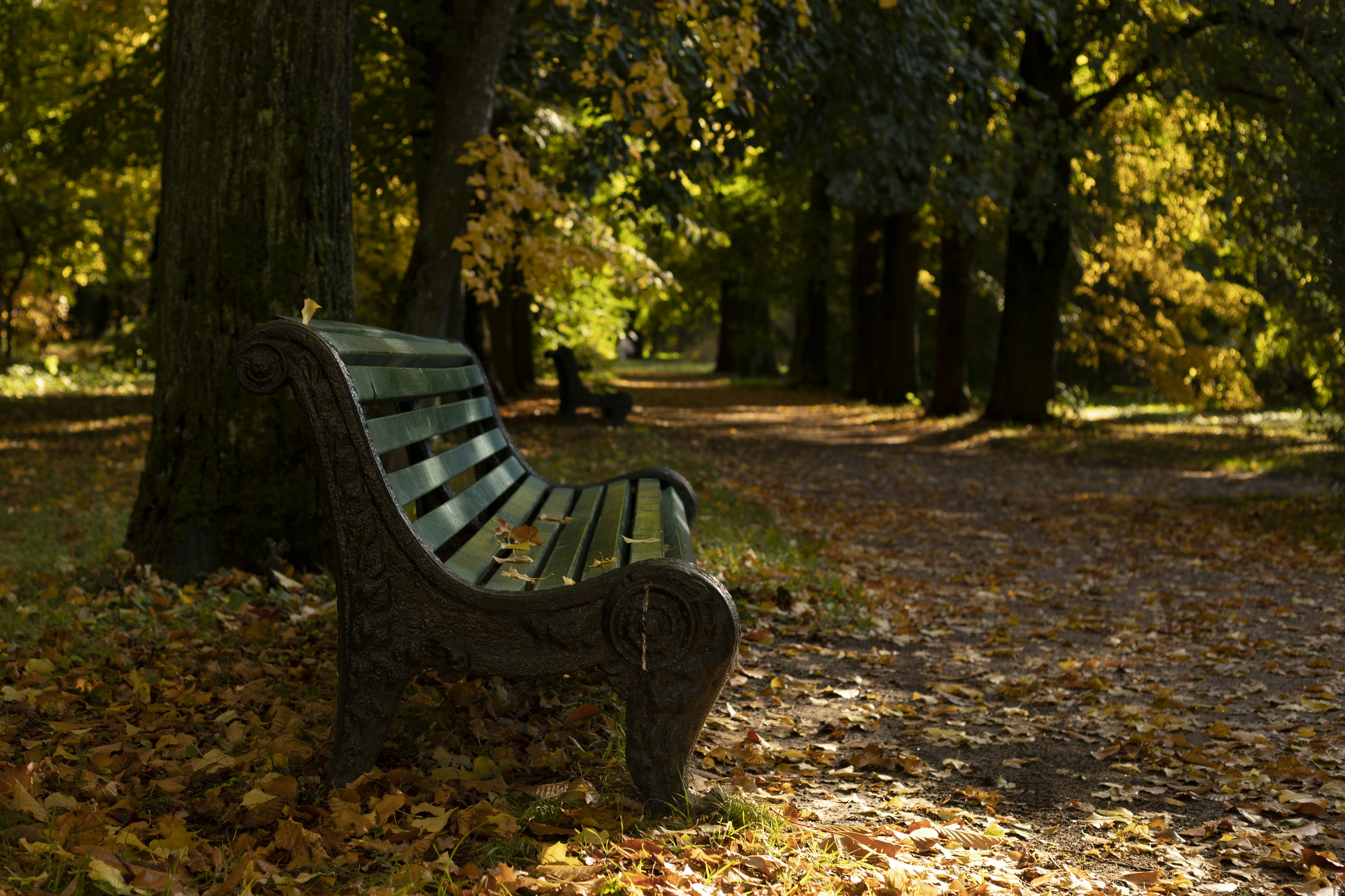 A park bench sitting in the middle of a leaf covered park photo – Free ...